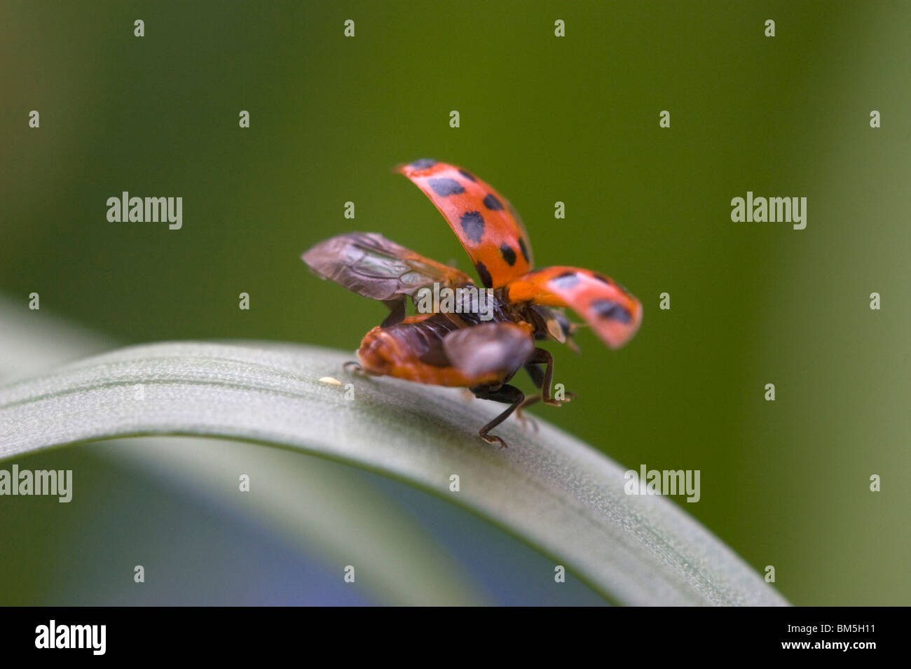 Ladybug side view hi-res stock photography and images - Alamy