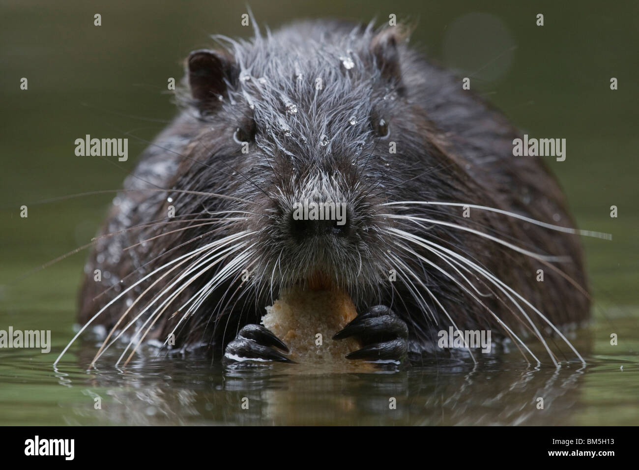 Wet coypu hi-res stock photography and images - Alamy