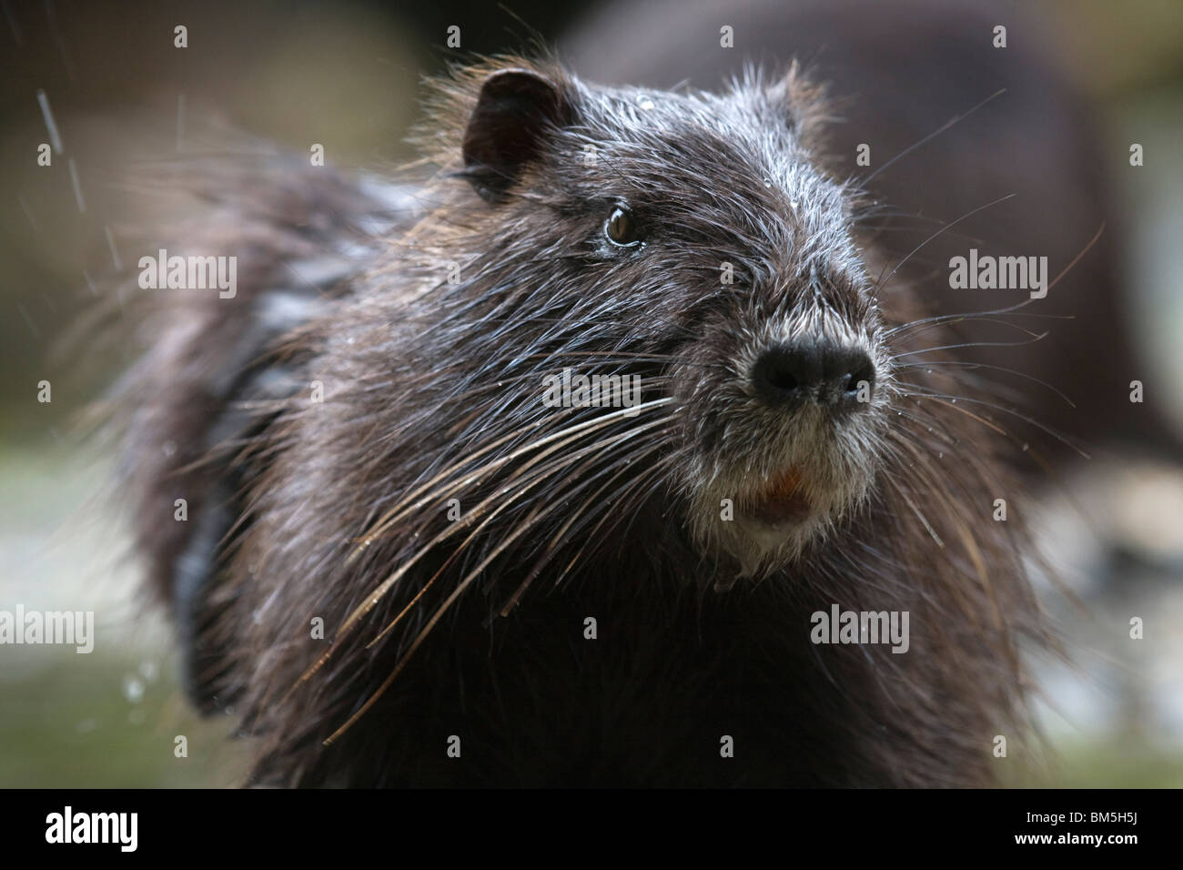 Coypu hi-res stock photography and images - Alamy
