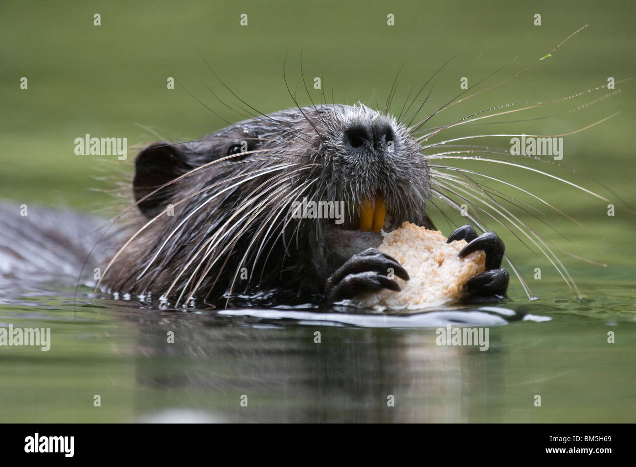 Coypu teeth hi-res stock photography and images - Alamy