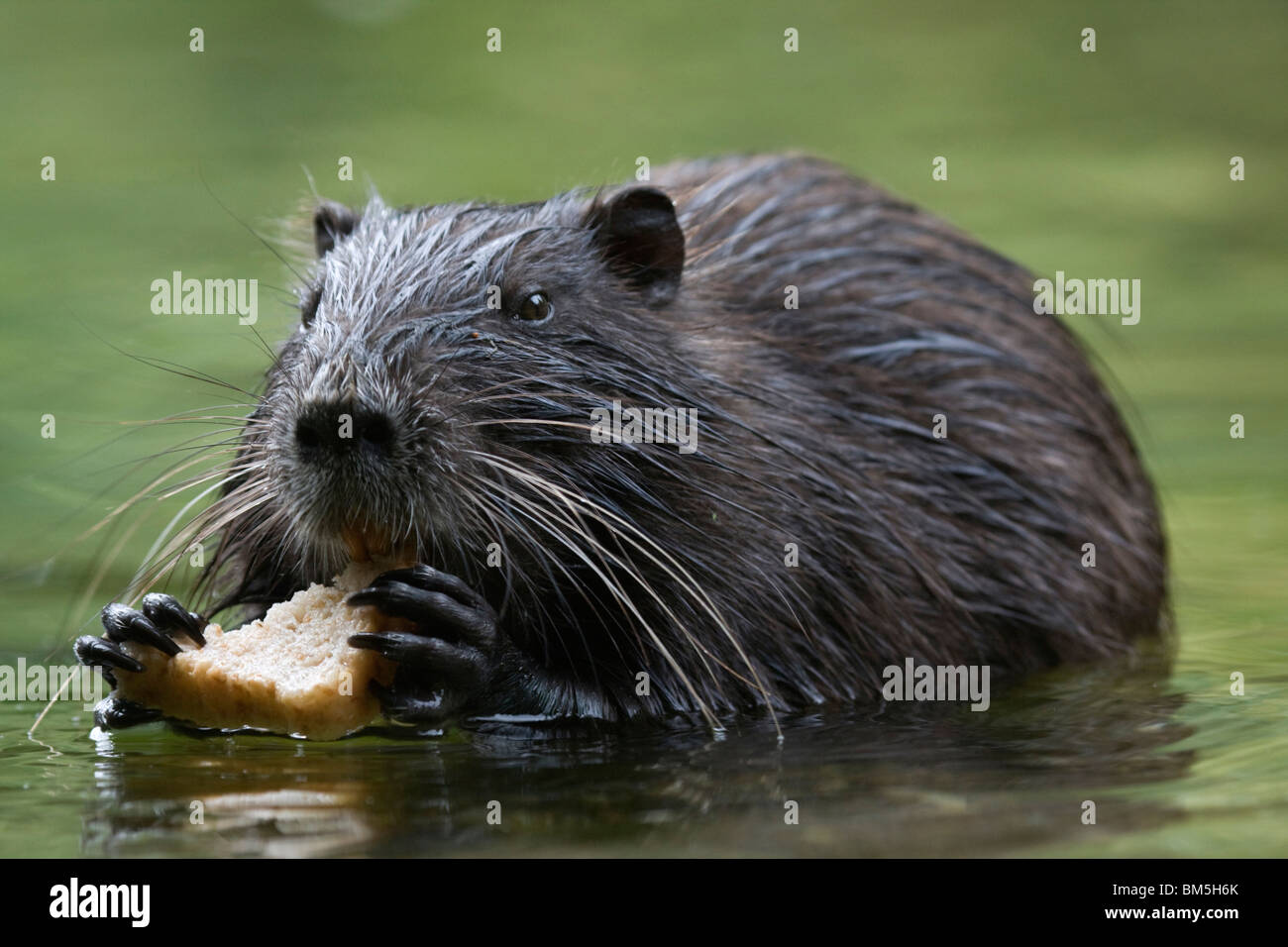 White coypu hi-res stock photography and images - Alamy