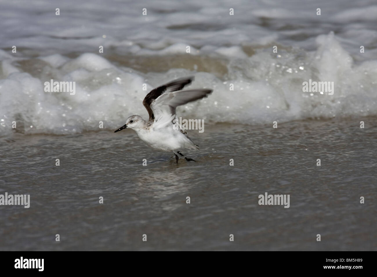 One sanderling hi-res stock photography and images - Alamy