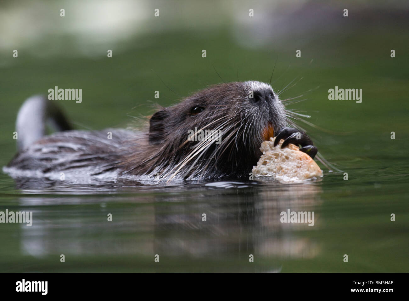 White coypu hi-res stock photography and images - Alamy