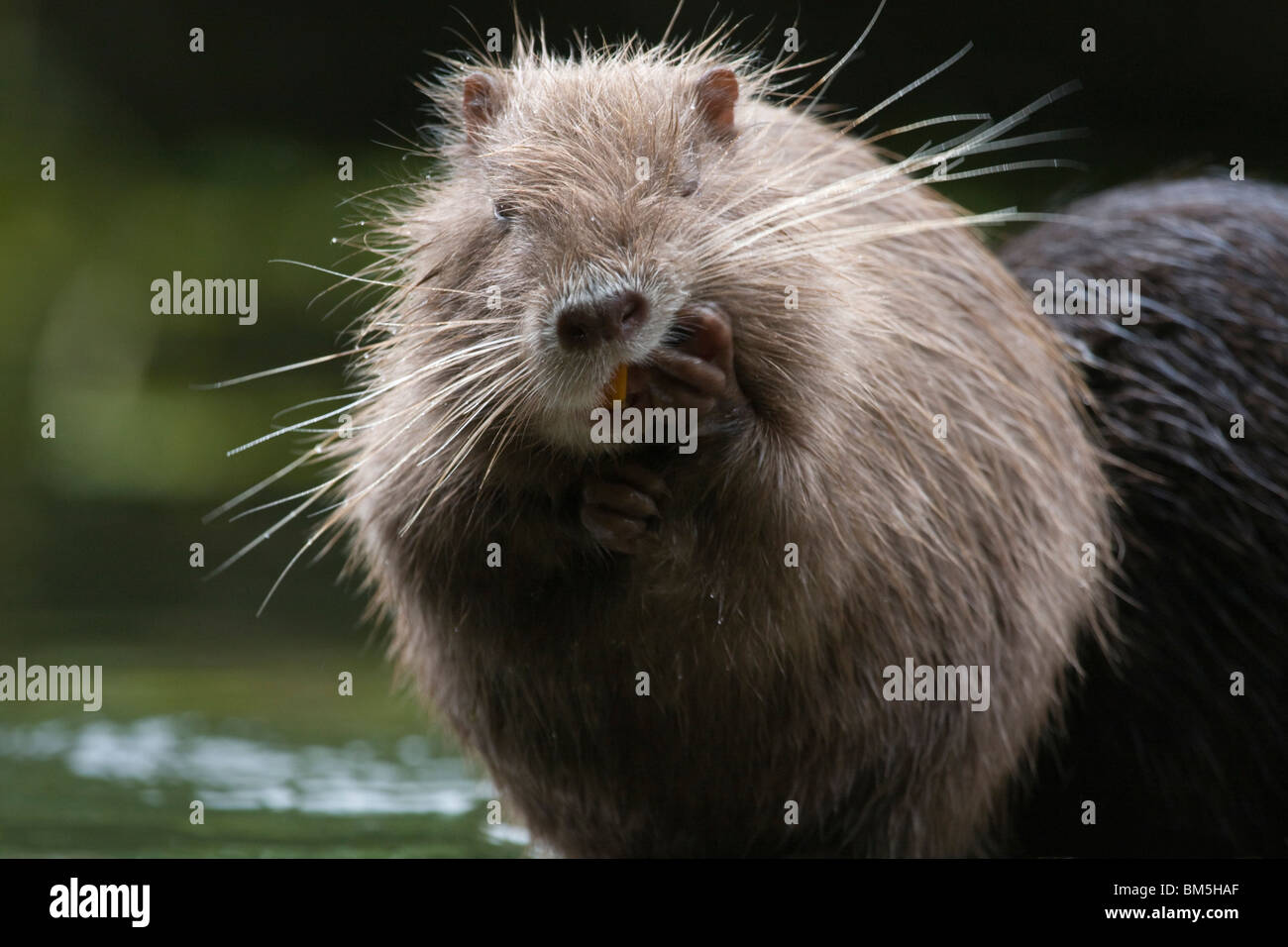 Coypu teeth hi-res stock photography and images - Alamy