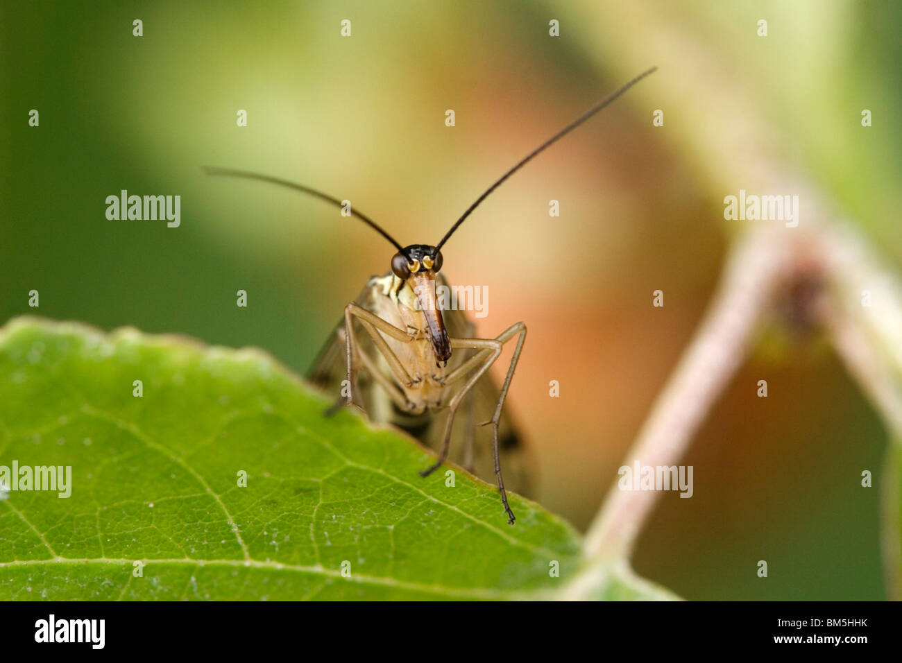 Sun scorpion hi-res stock photography and images - Alamy