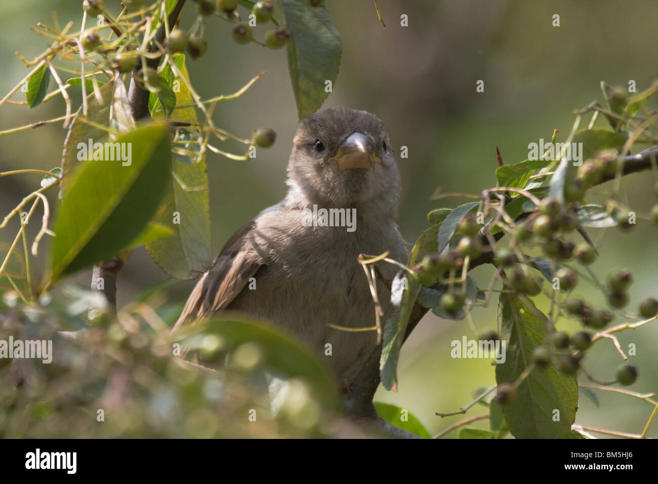 Sparrow limbs hi-res stock photography and images - Alamy