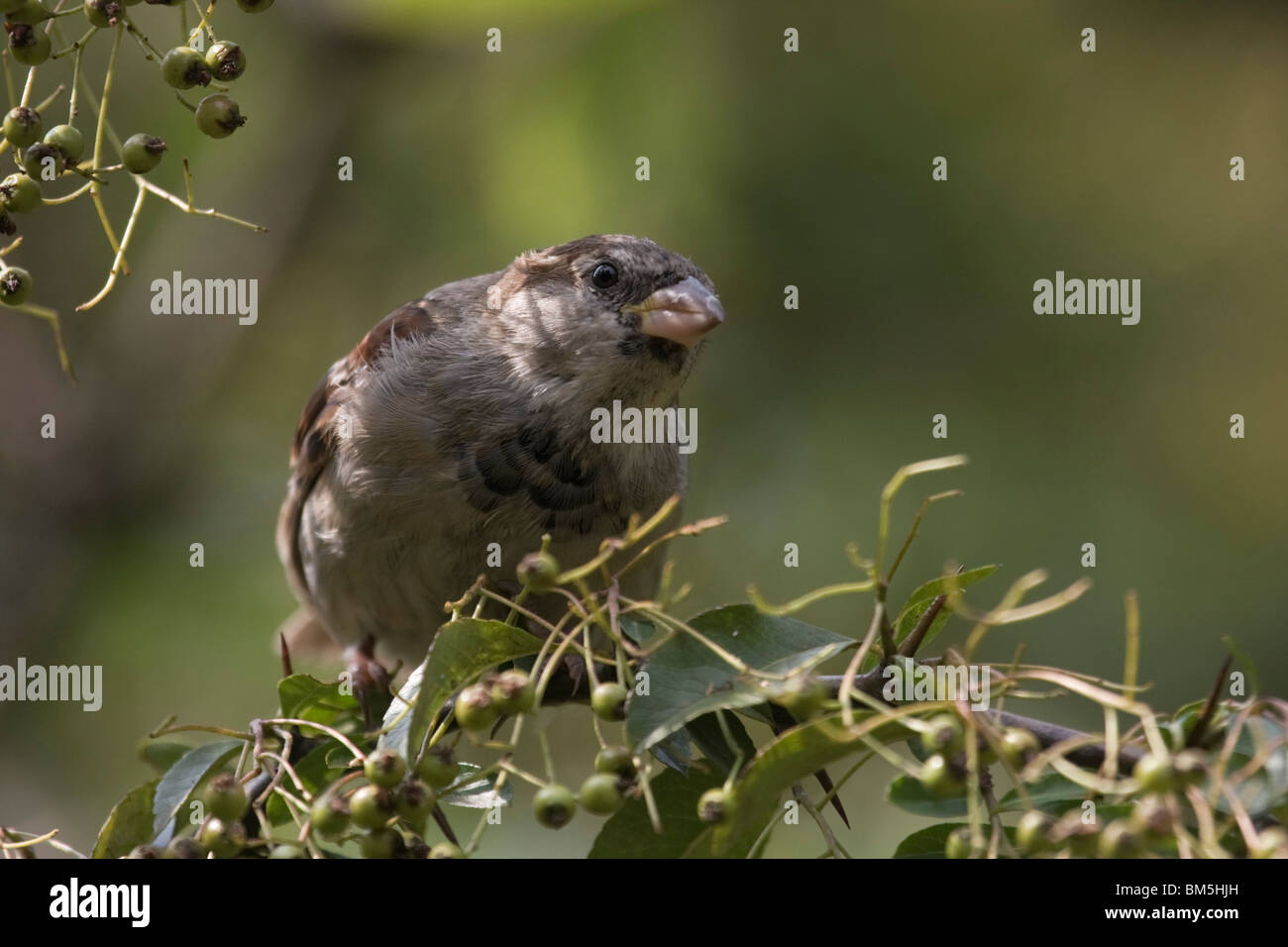 English Sparrow Branches High Resolution Stock Photography and Images ...