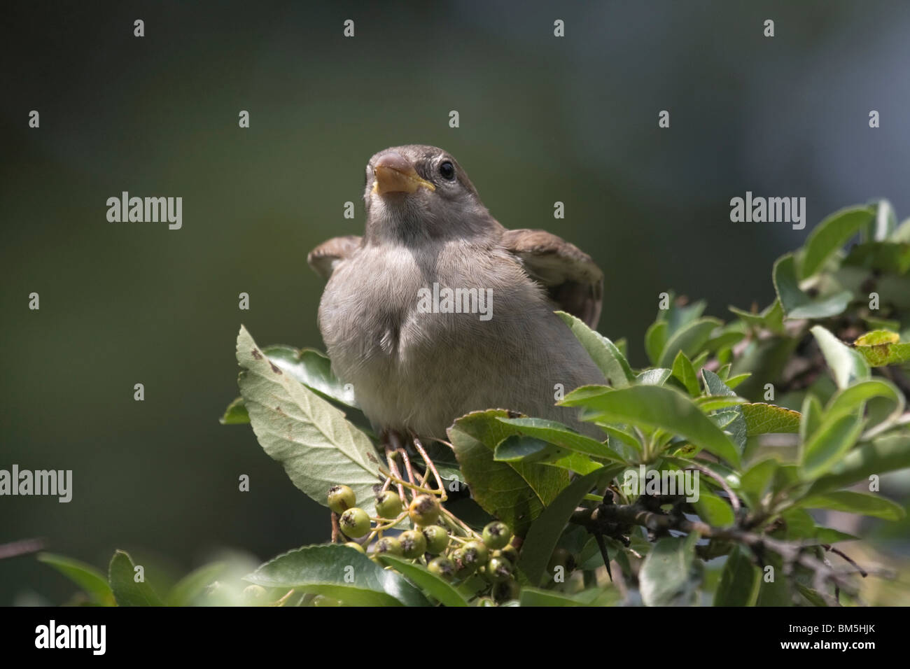 Sparrow limbs hi-res stock photography and images - Alamy