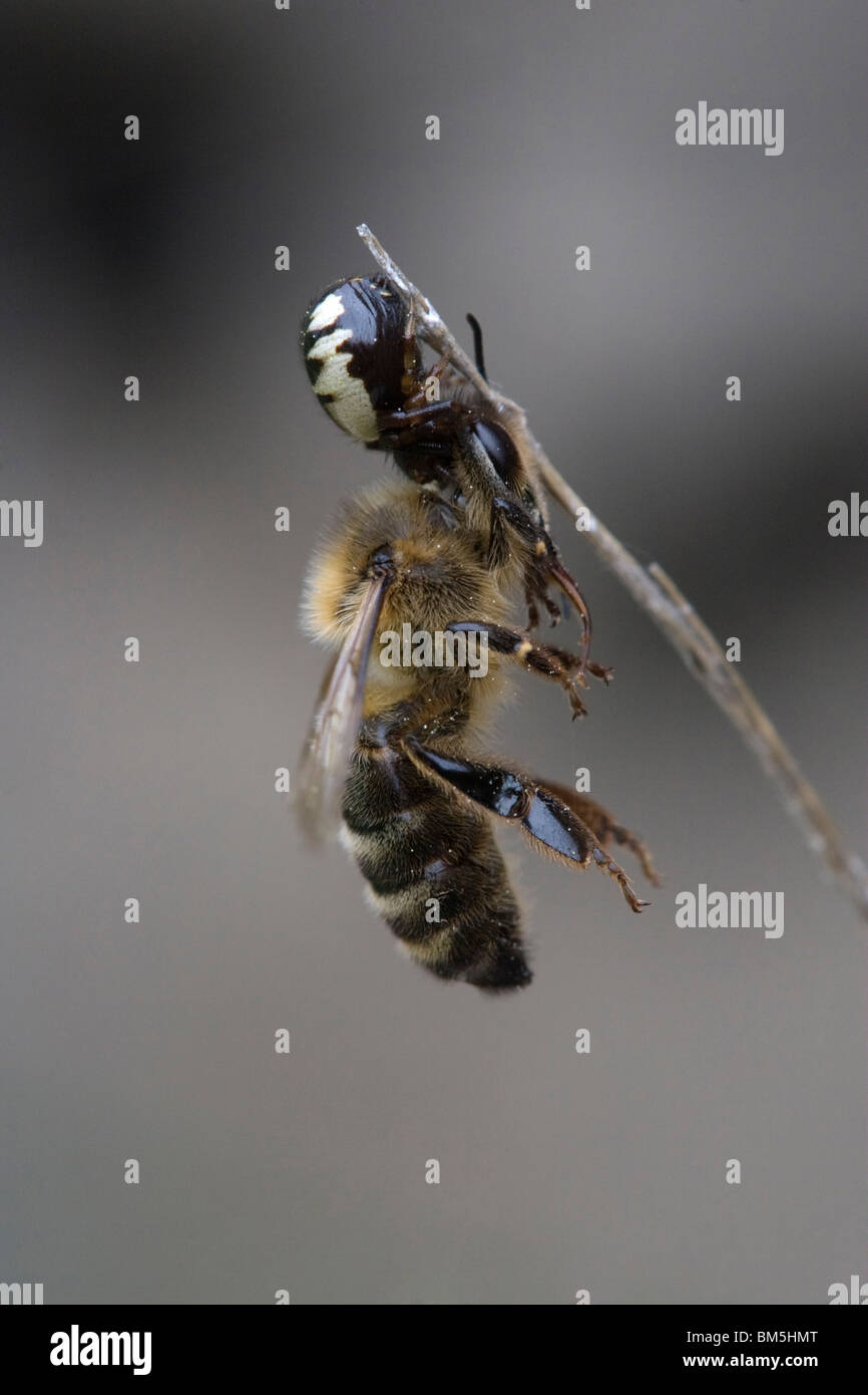 spider and bee Stock Photo - Alamy