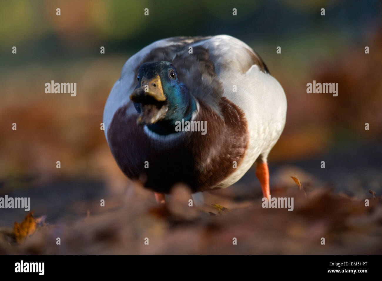 Shouting mallards hi-res stock photography and images - Alamy
