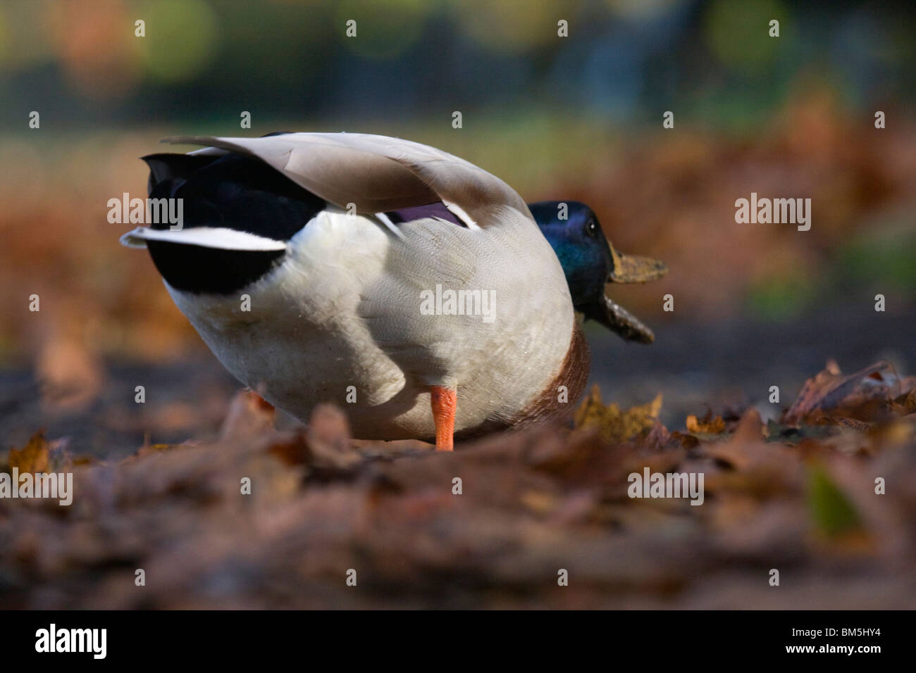 Mallard rear view hi-res stock photography and images - Alamy