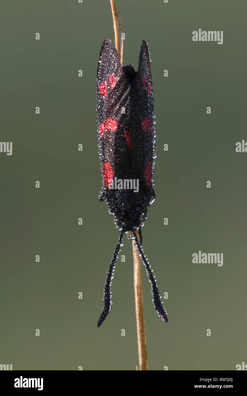 Moths 1 One Single Vertical High Resolution Stock Photography and ...
