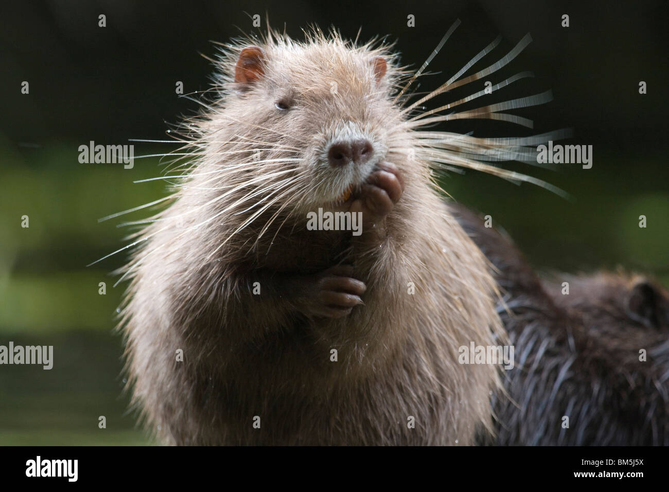Coypu hi-res stock photography and images - Alamy