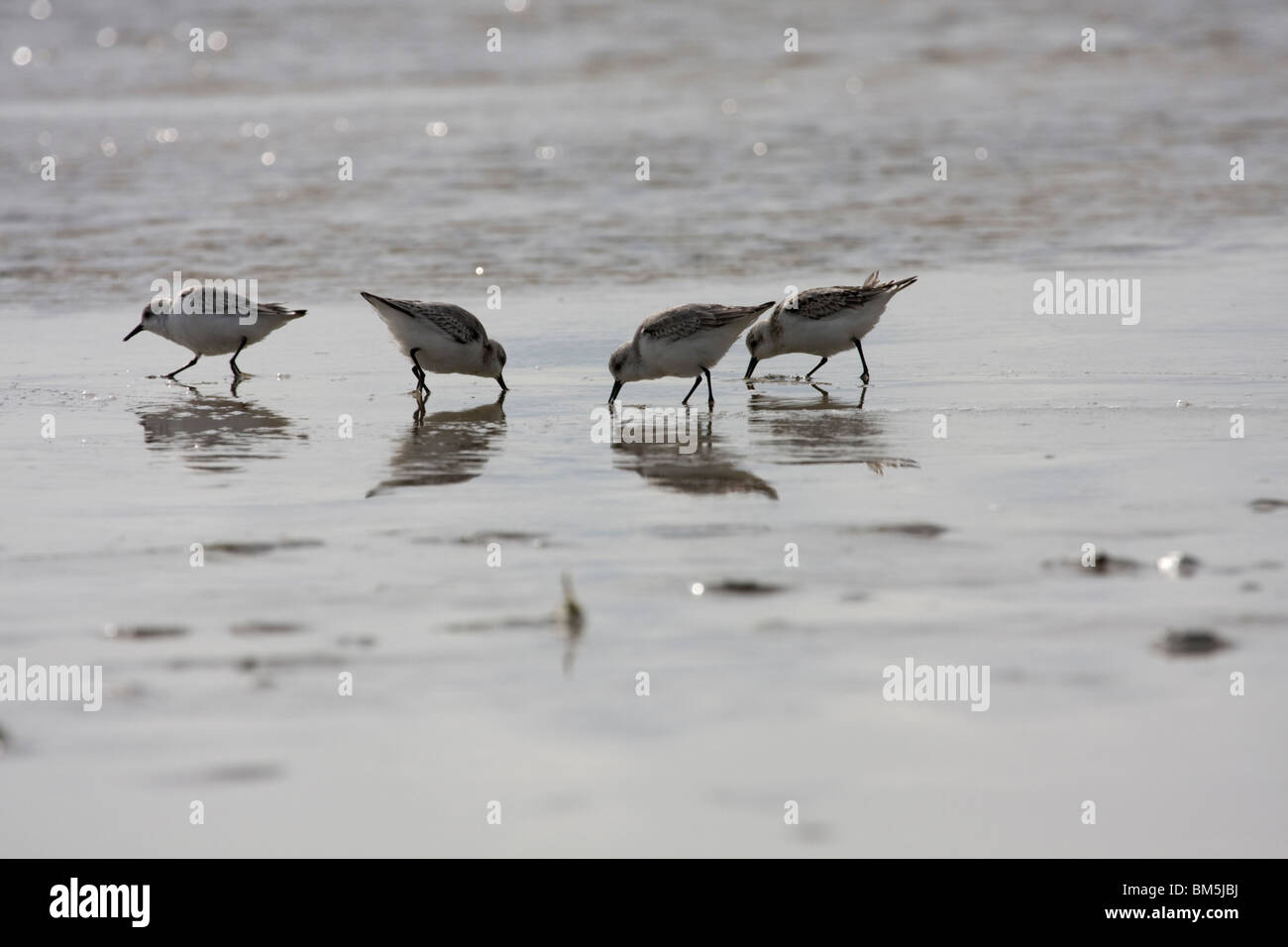 Group of sanderling hi-res stock photography and images - Alamy