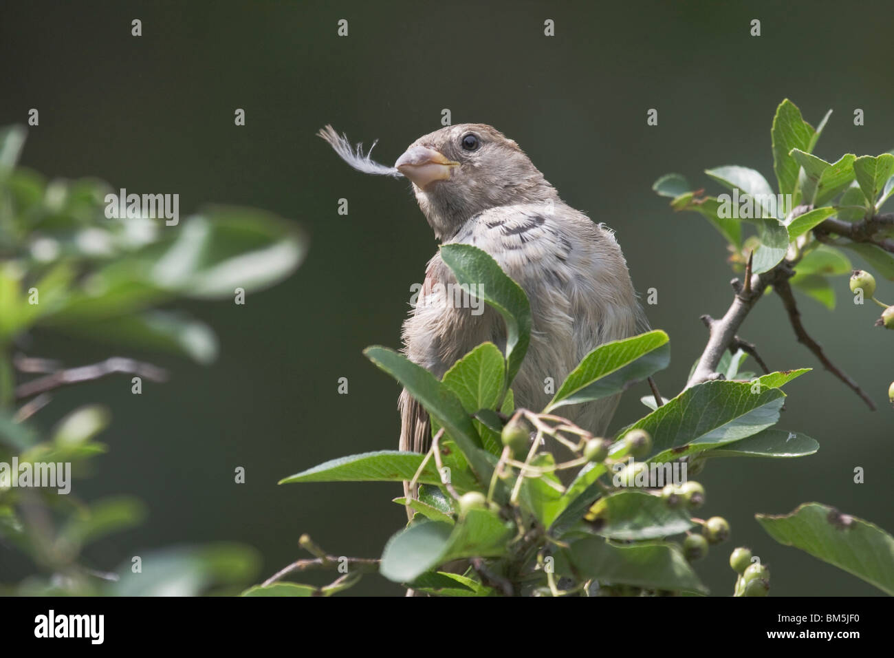 Sparrow limbs hi-res stock photography and images - Alamy
