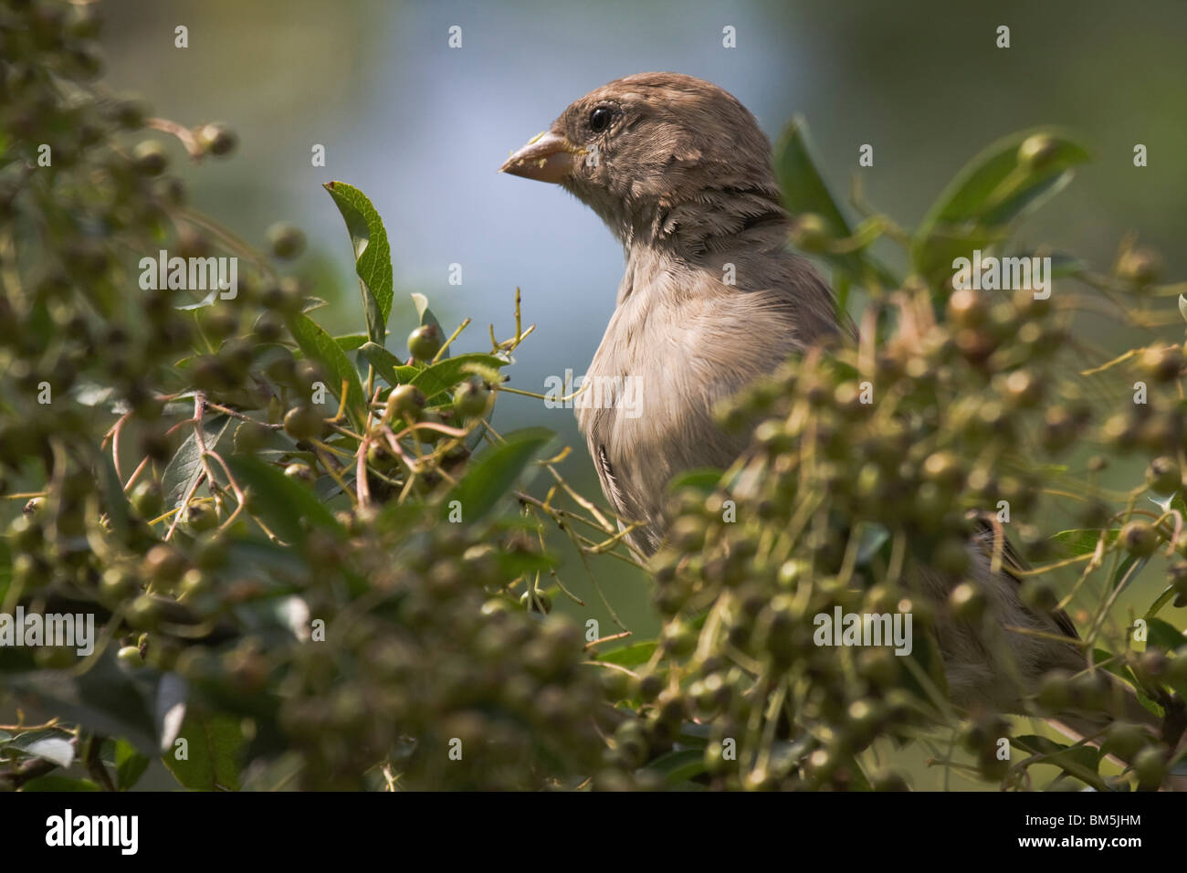 Sparrow limbs hi-res stock photography and images - Alamy