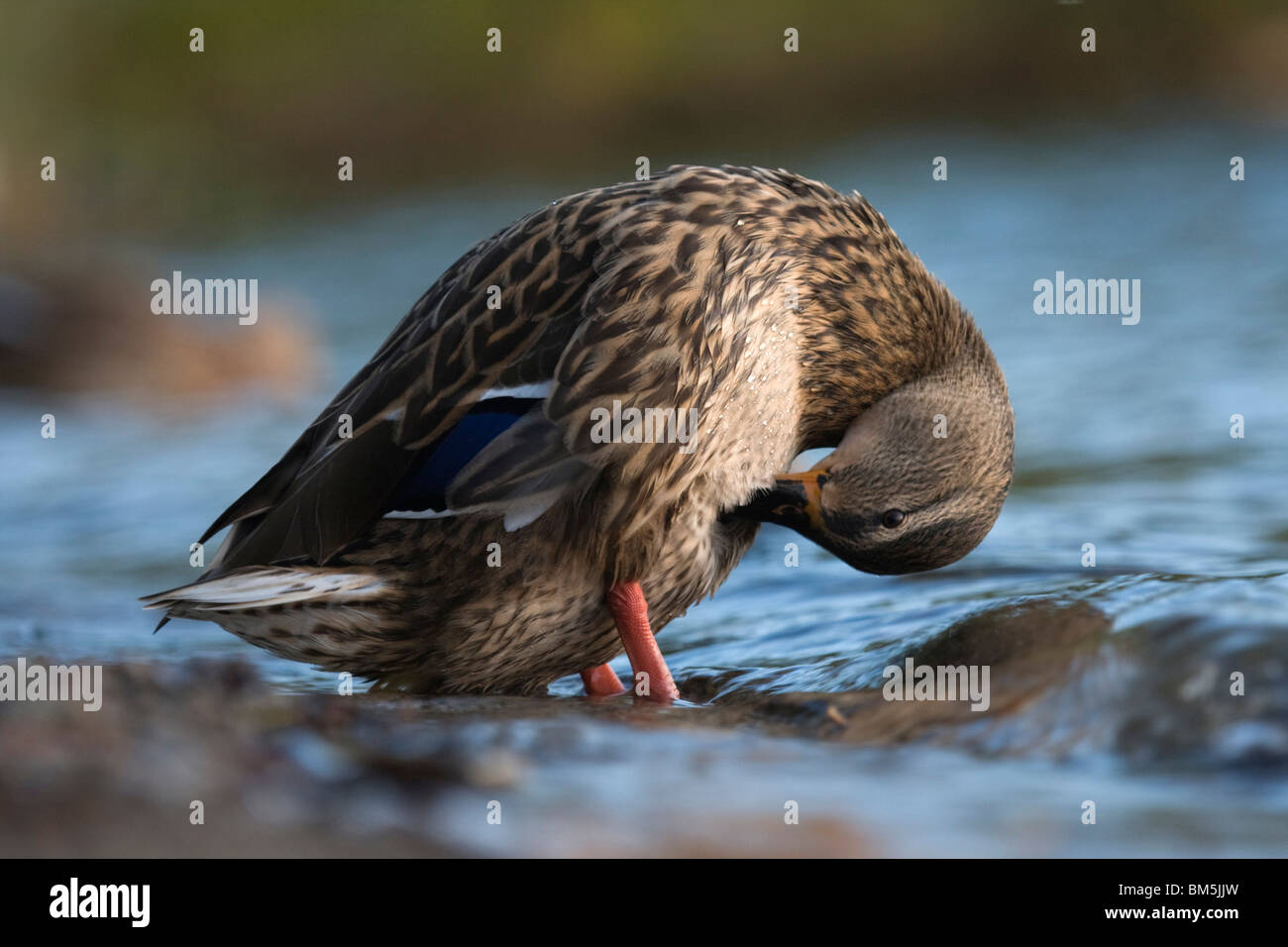 Female mallard duck preens hi-res stock photography and images - Alamy