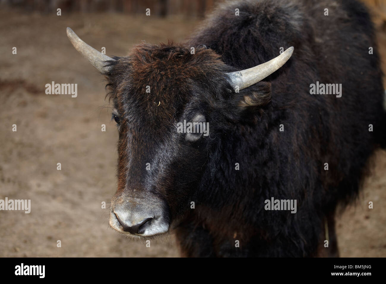 Yak face hi-res stock photography and images - Alamy