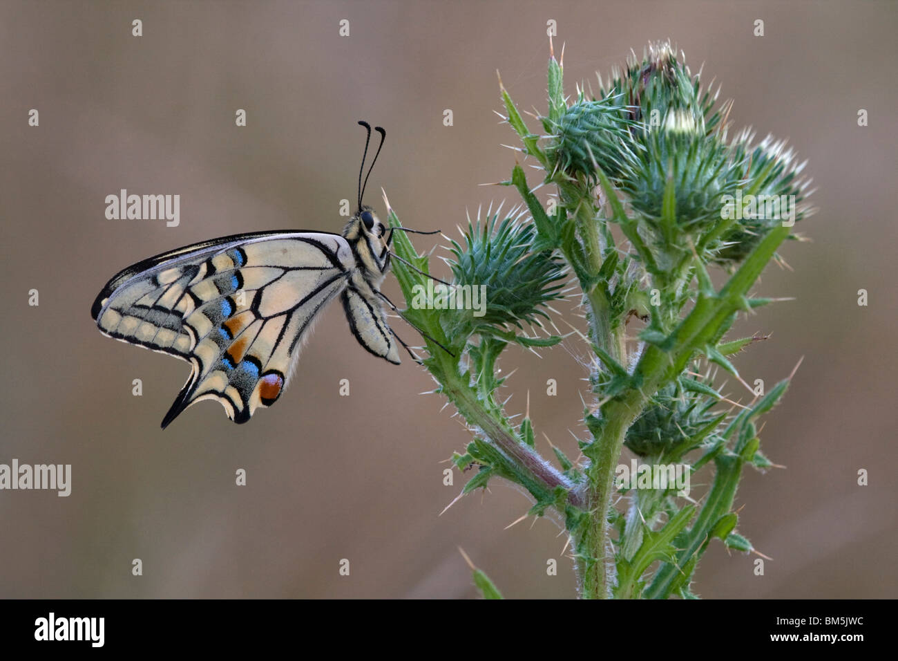 Swallow tail butterflies hi-res stock photography and images - Alamy