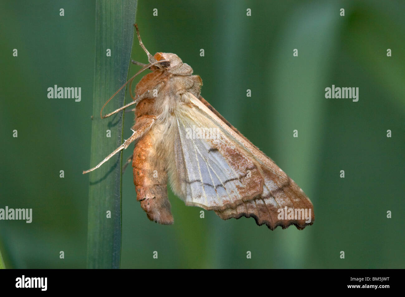 Macro view single reed stem hi-res stock photography and images - Alamy