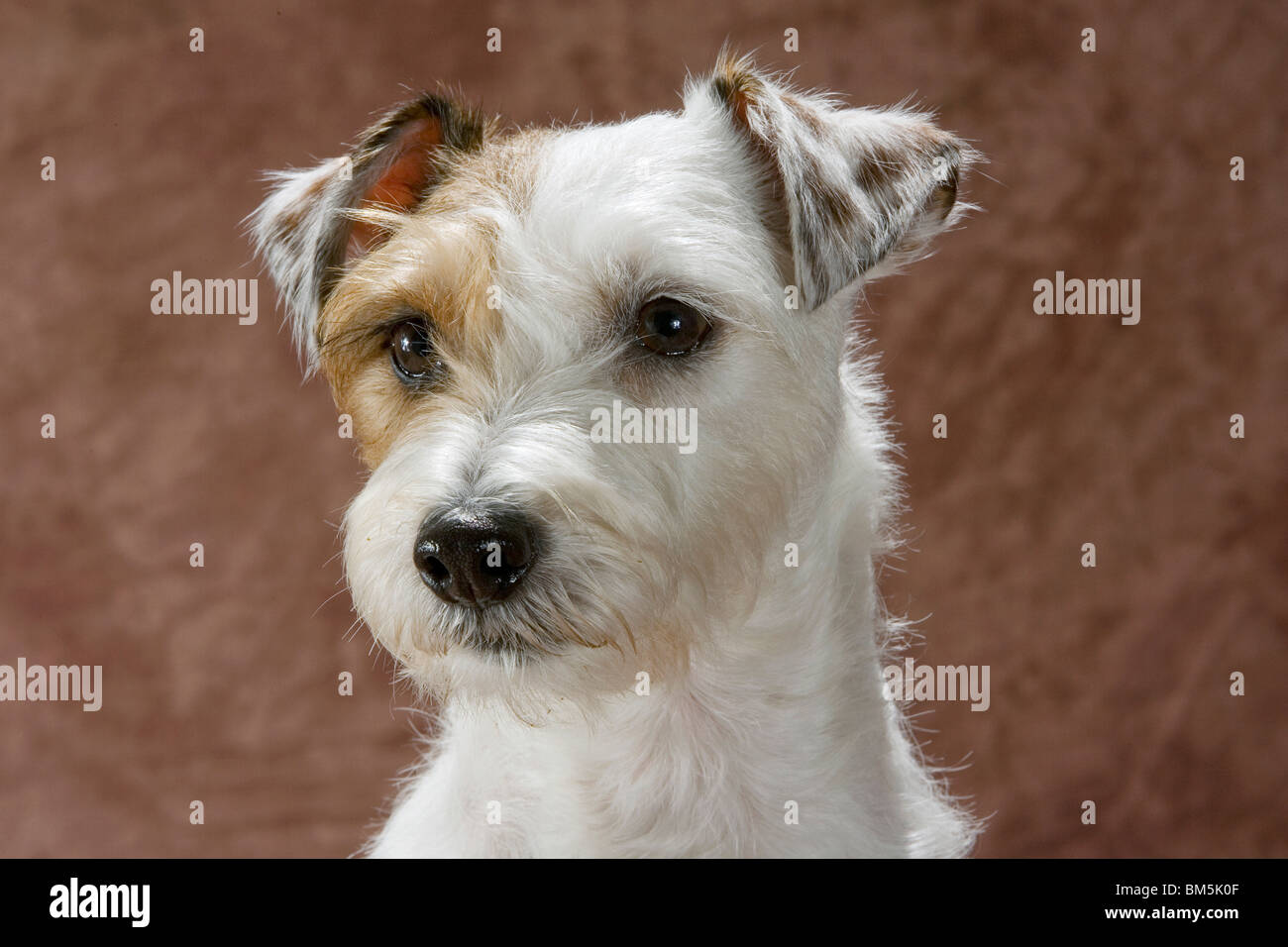Parson Russell Terrier Portrait Stock Photo - Alamy