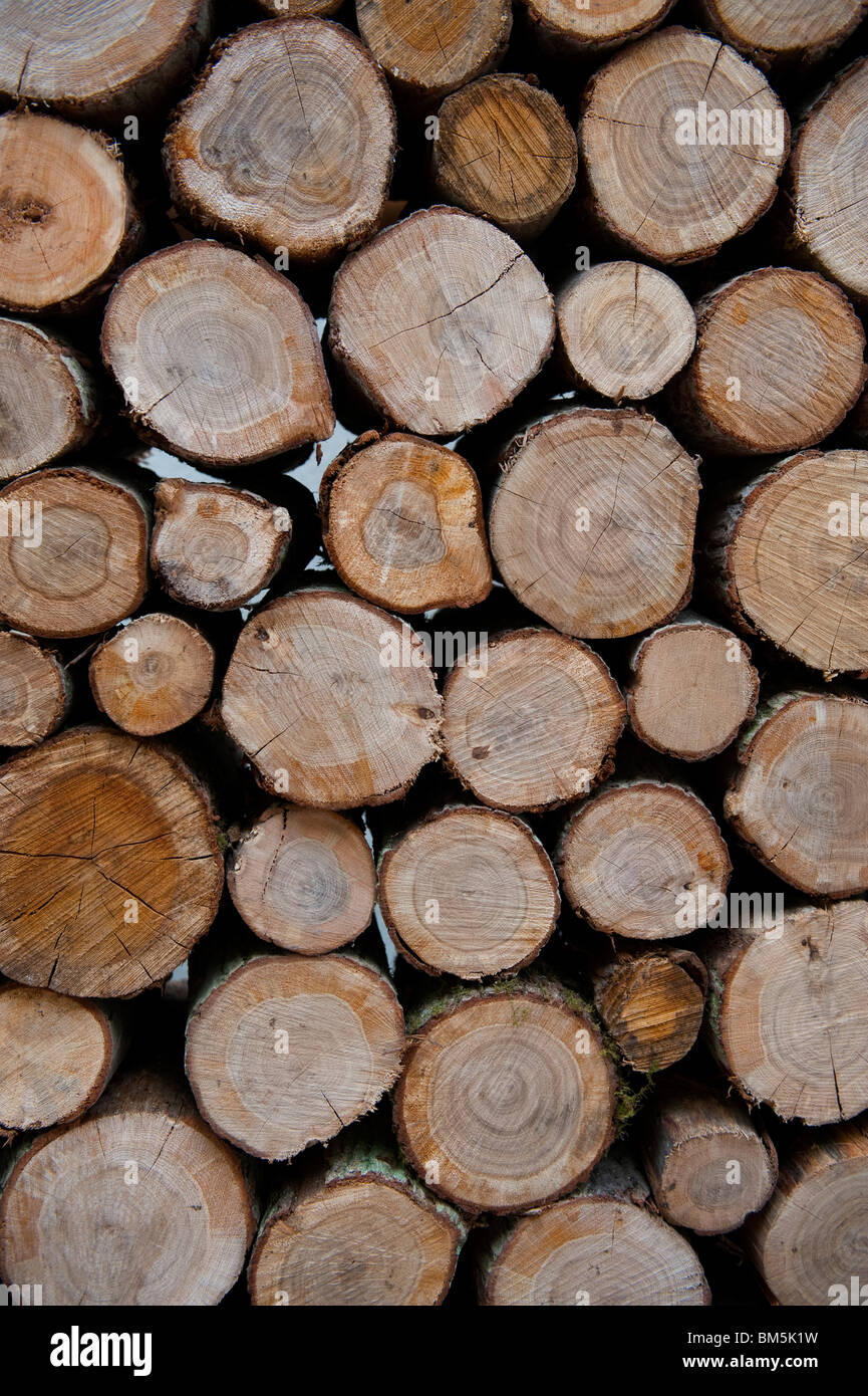 Oak tree flower uk hi-res stock photography and images - Alamy