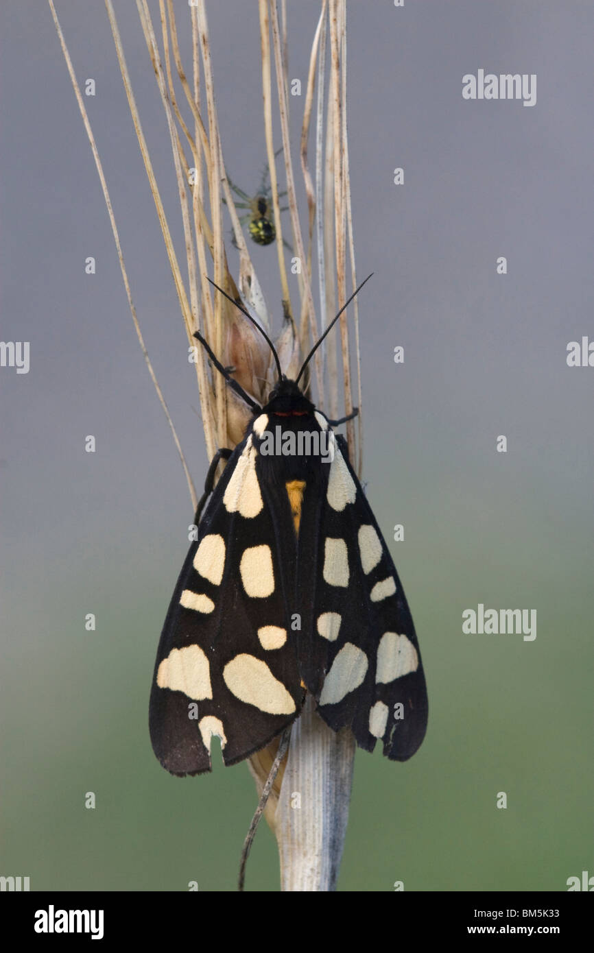 Butterfly ear hi-res stock photography and images - Alamy