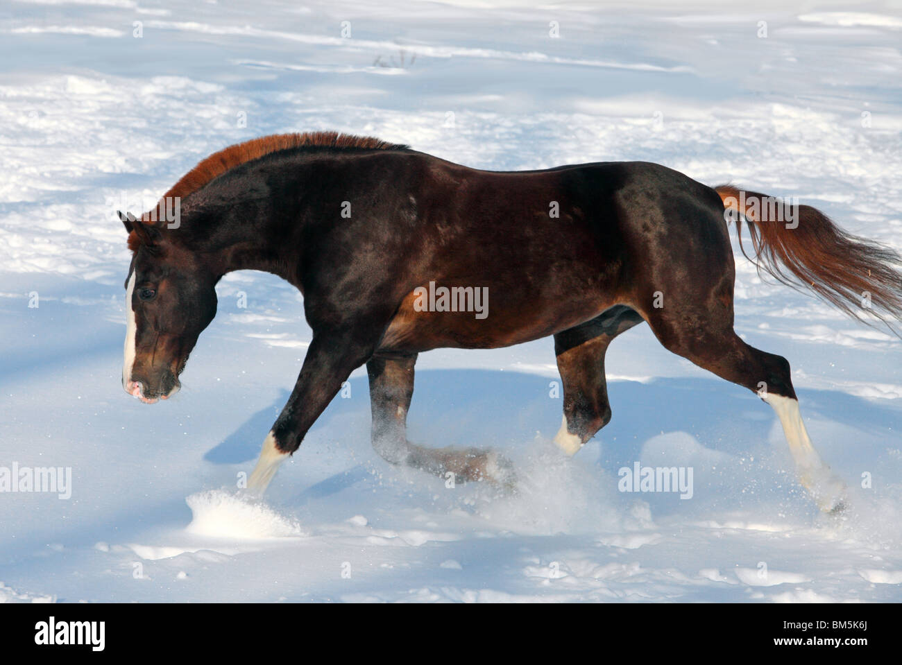 Bay race horse hi-res stock photography and images - Alamy