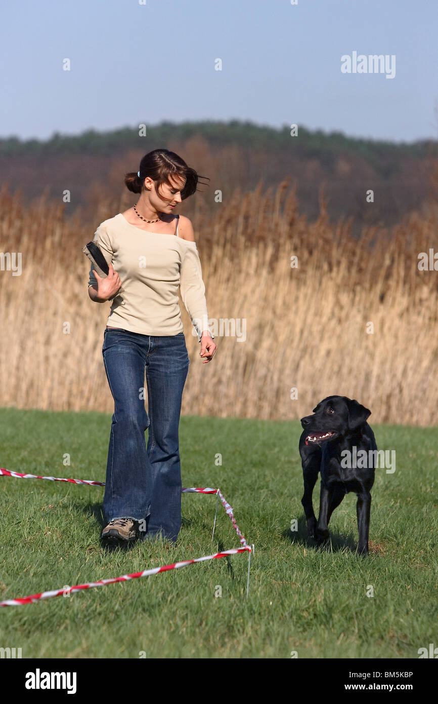 lunge a labrador Stock Photo - Alamy