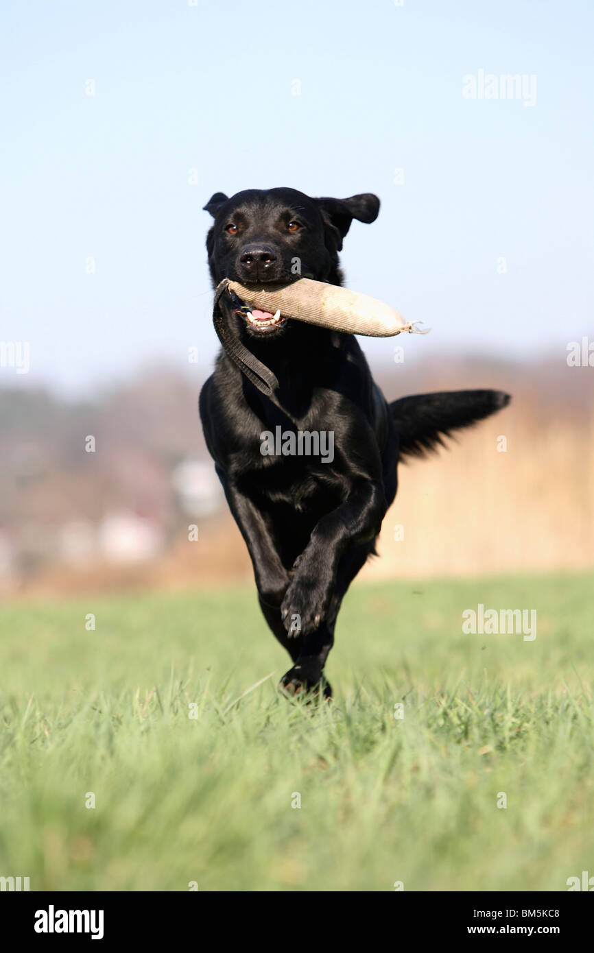 running Labrador Retriever Stock Photo - Alamy