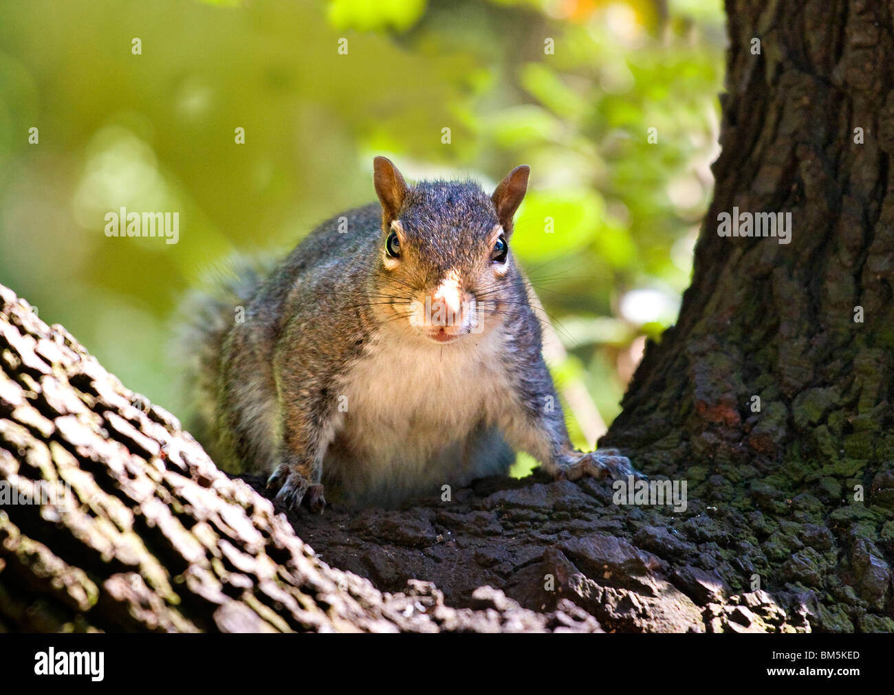 a grey squirrel on a tree Stock Photo - Alamy