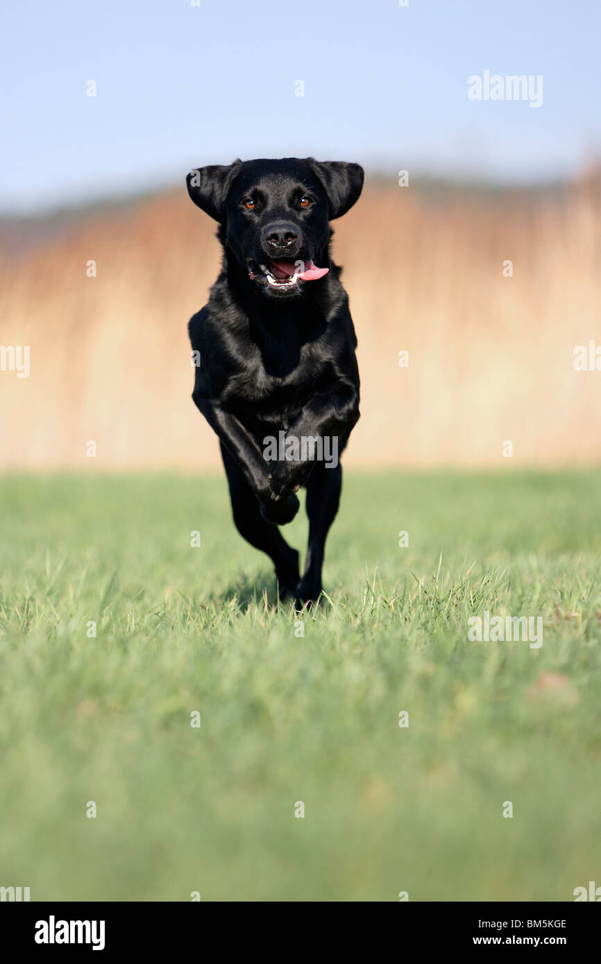 running Labrador Retriever Stock Photo - Alamy
