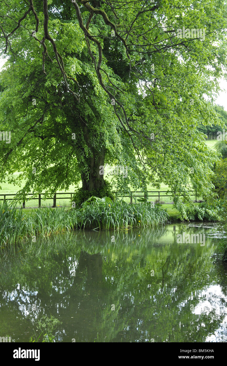 Tree and Lake / Pond with reflection - an English country scene Stock ...
