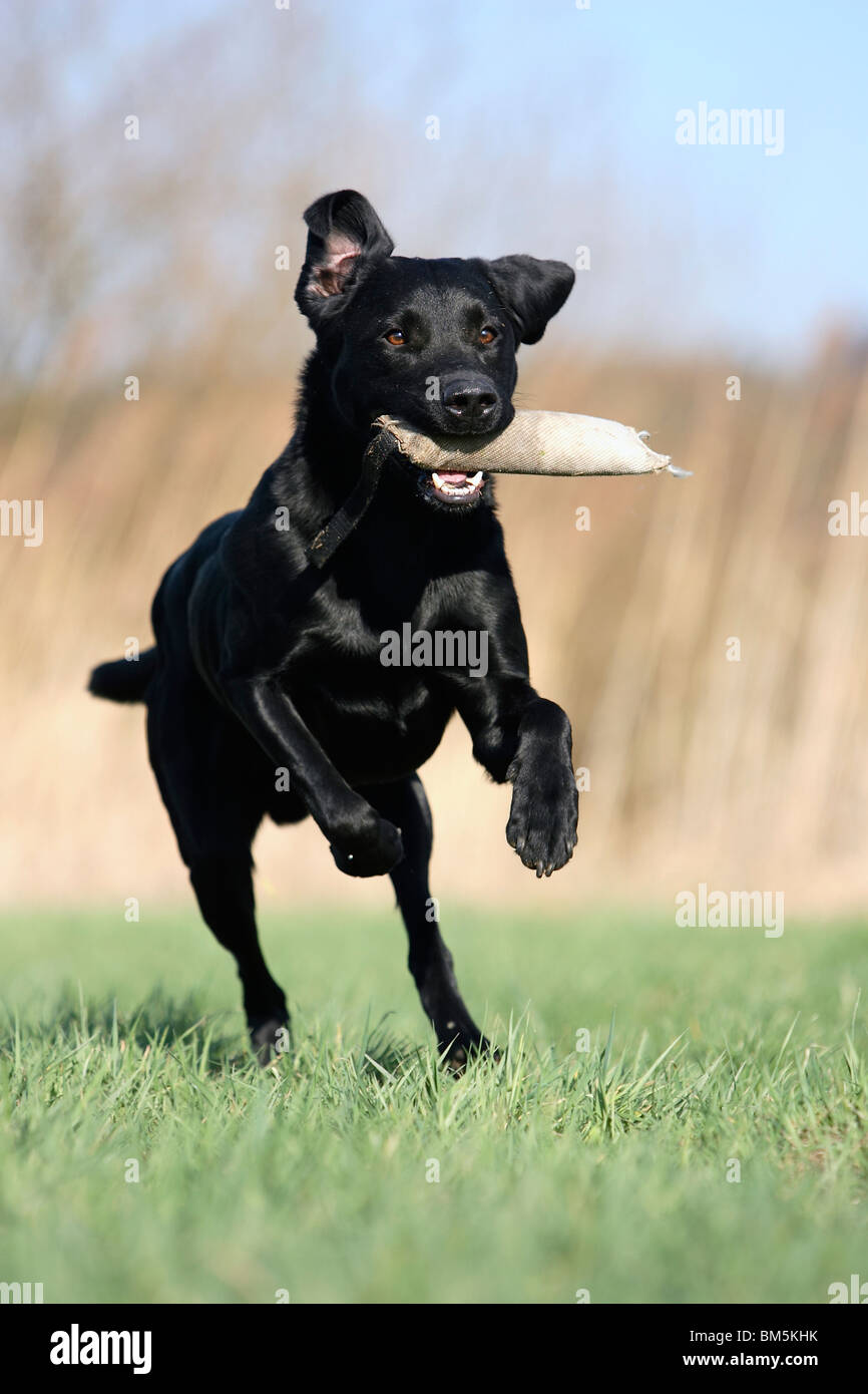 running Labrador Retriever Stock Photo - Alamy