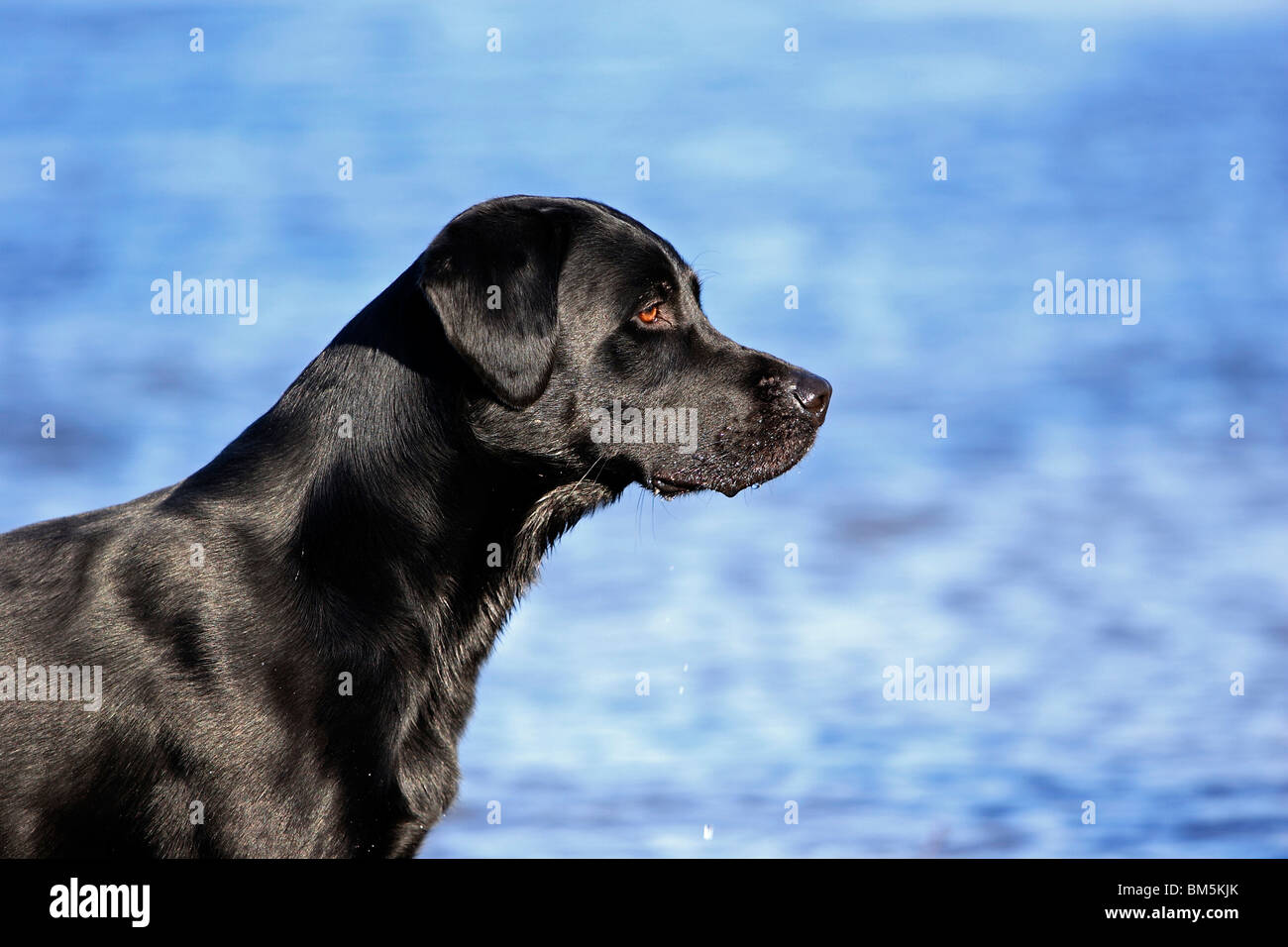 Labrador Retriever Portrait Stock Photo - Alamy