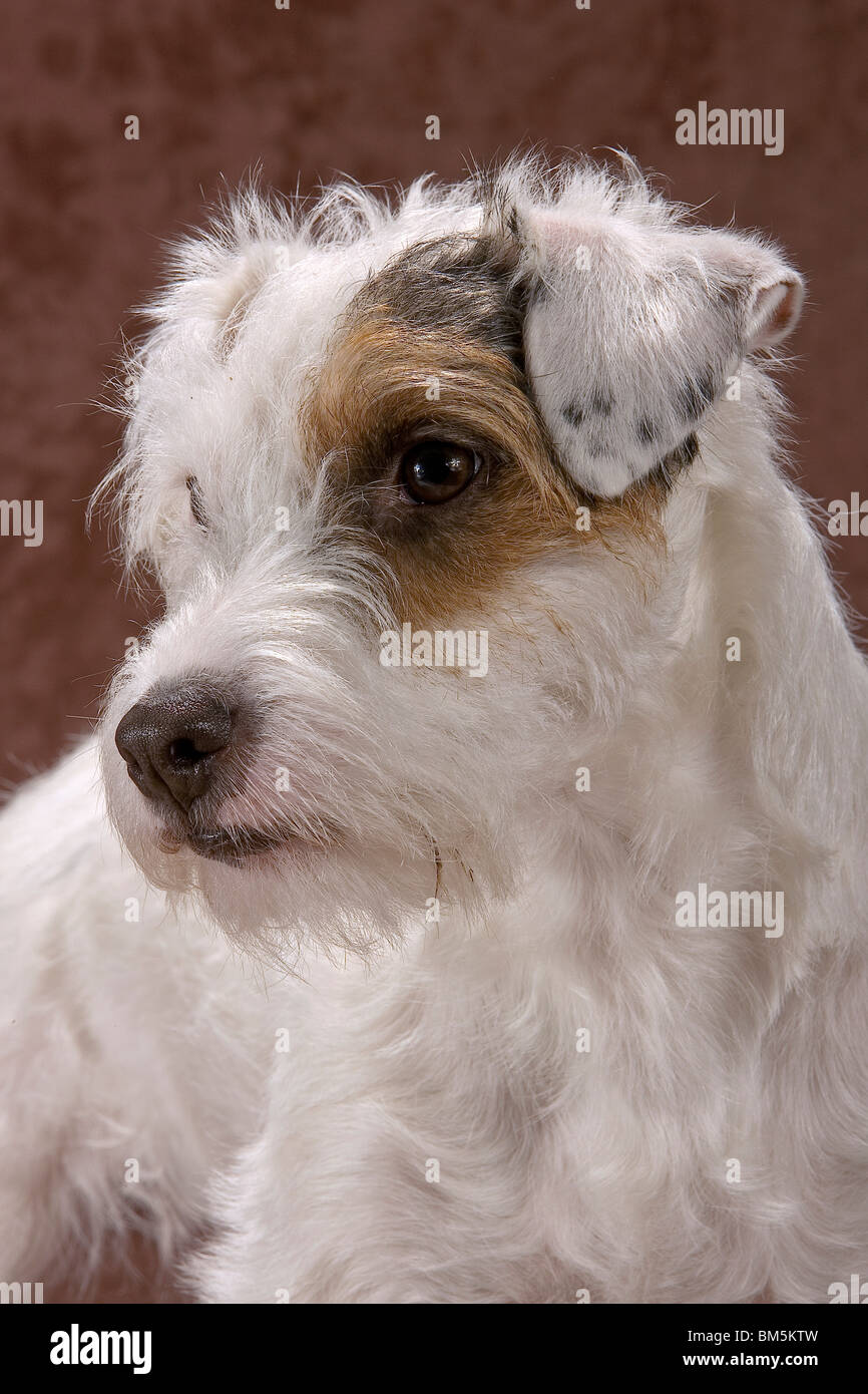 Parson Russell Terrier Portrait Stock Photo - Alamy
