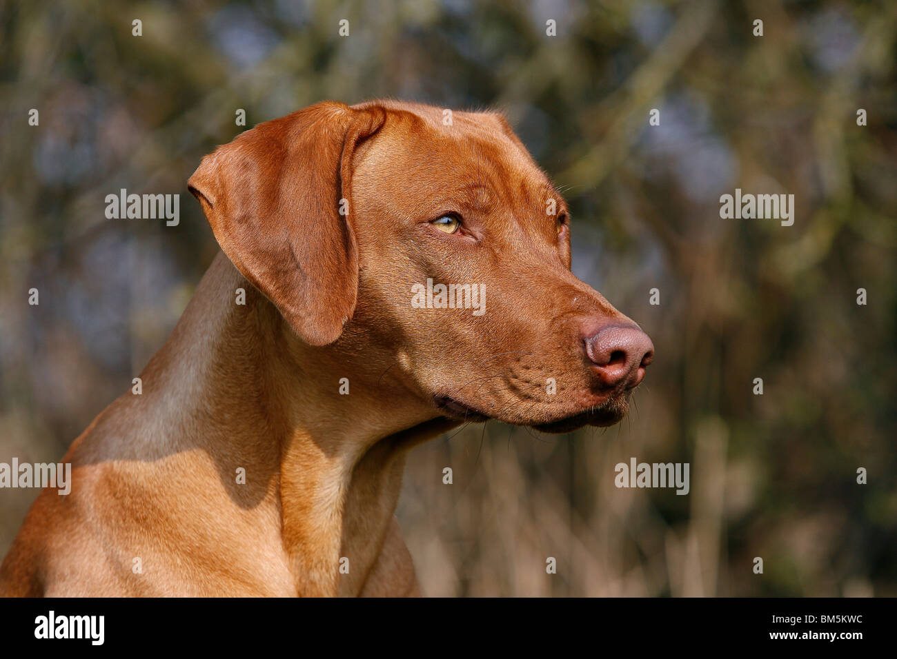 Rhodesian Ridgeback Livernose Stock Photo - Alamy