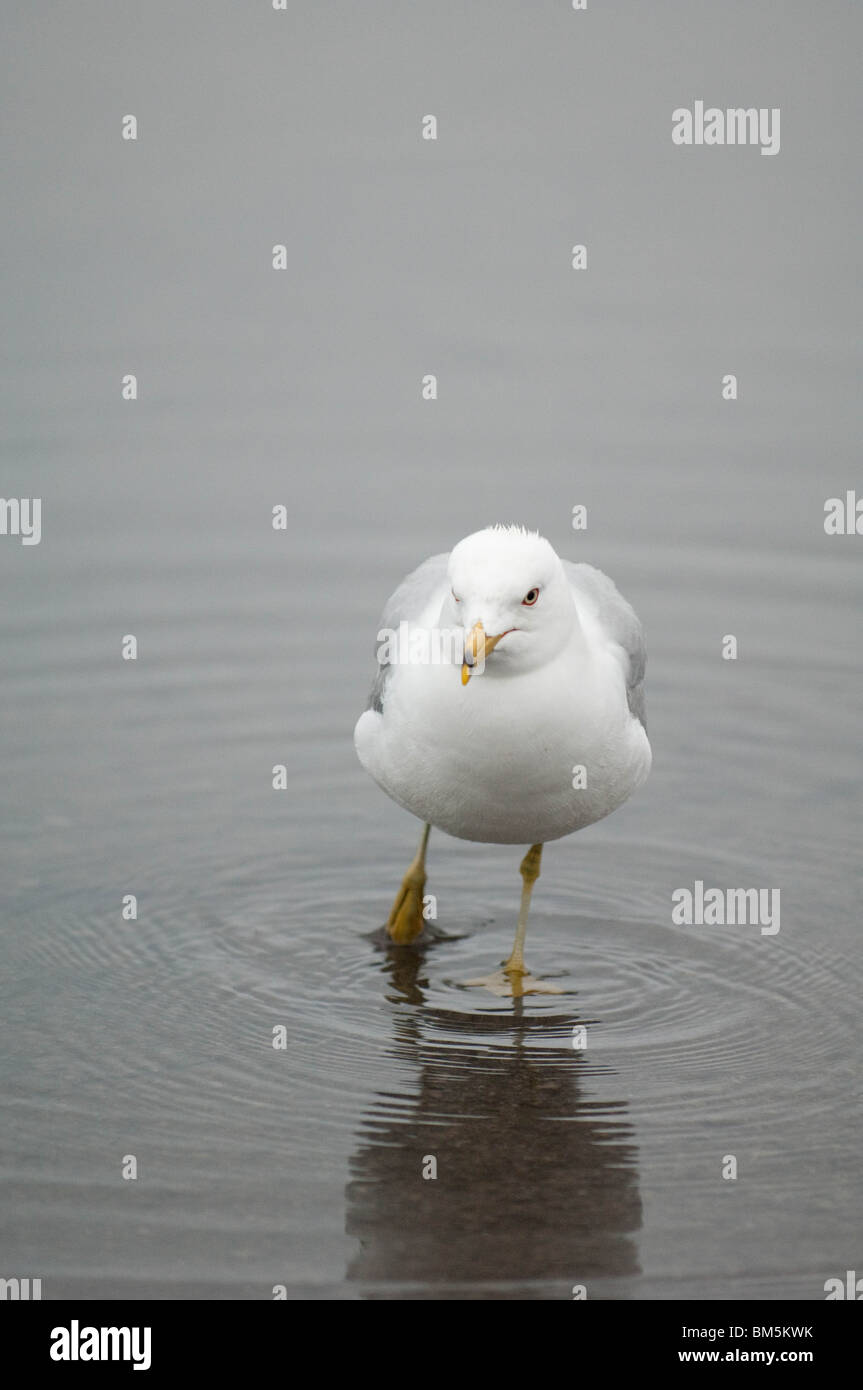 Shallow puddle hi-res stock photography and images - Alamy