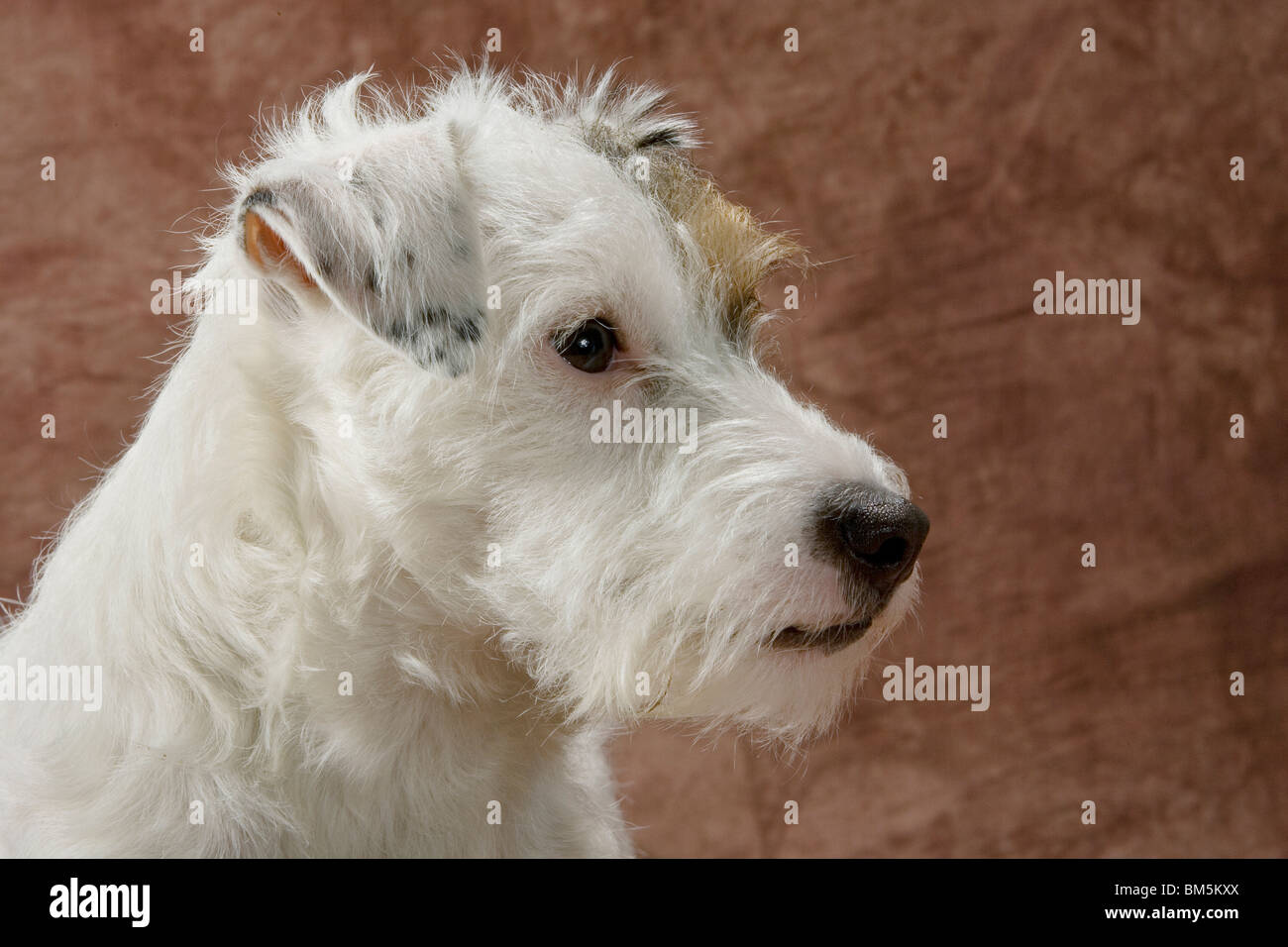 Parson Russell Terrier Portrait Stock Photo - Alamy