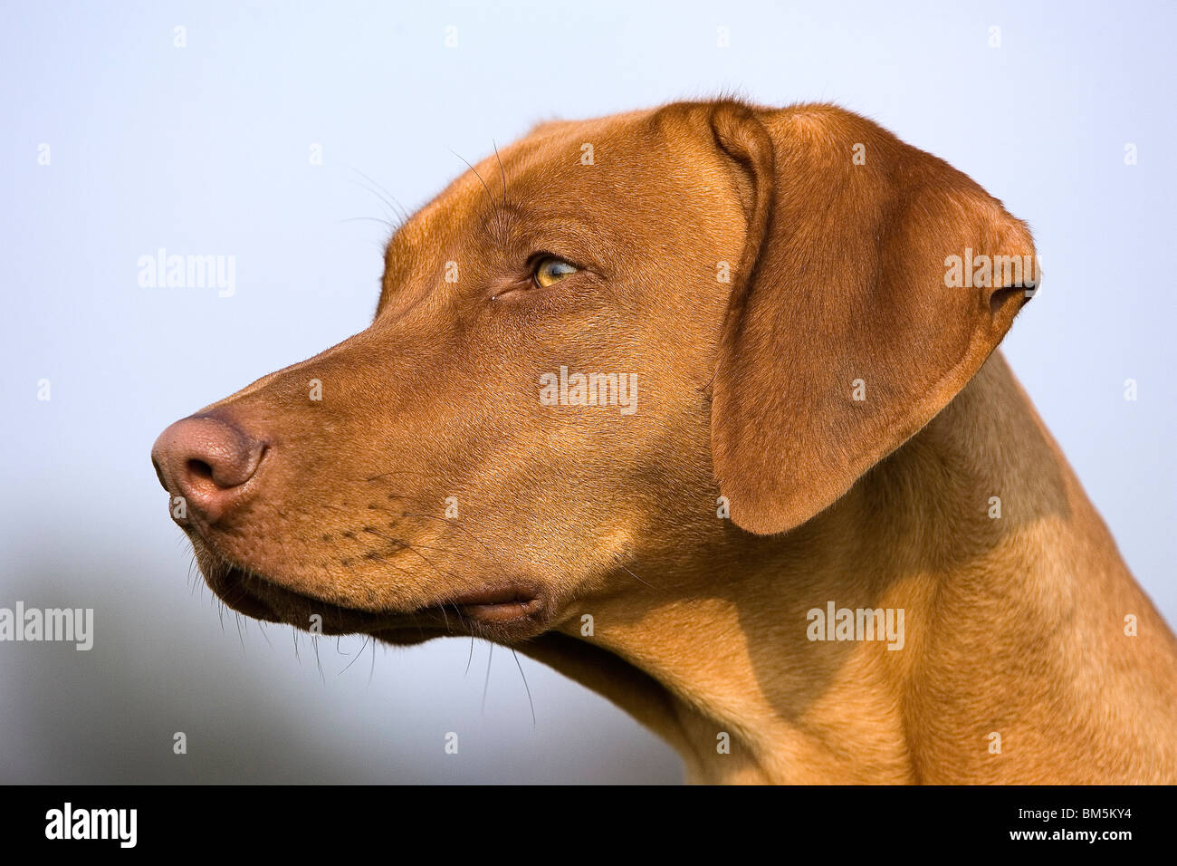 Rhodesian Ridgeback Livernose Stock Photo - Alamy