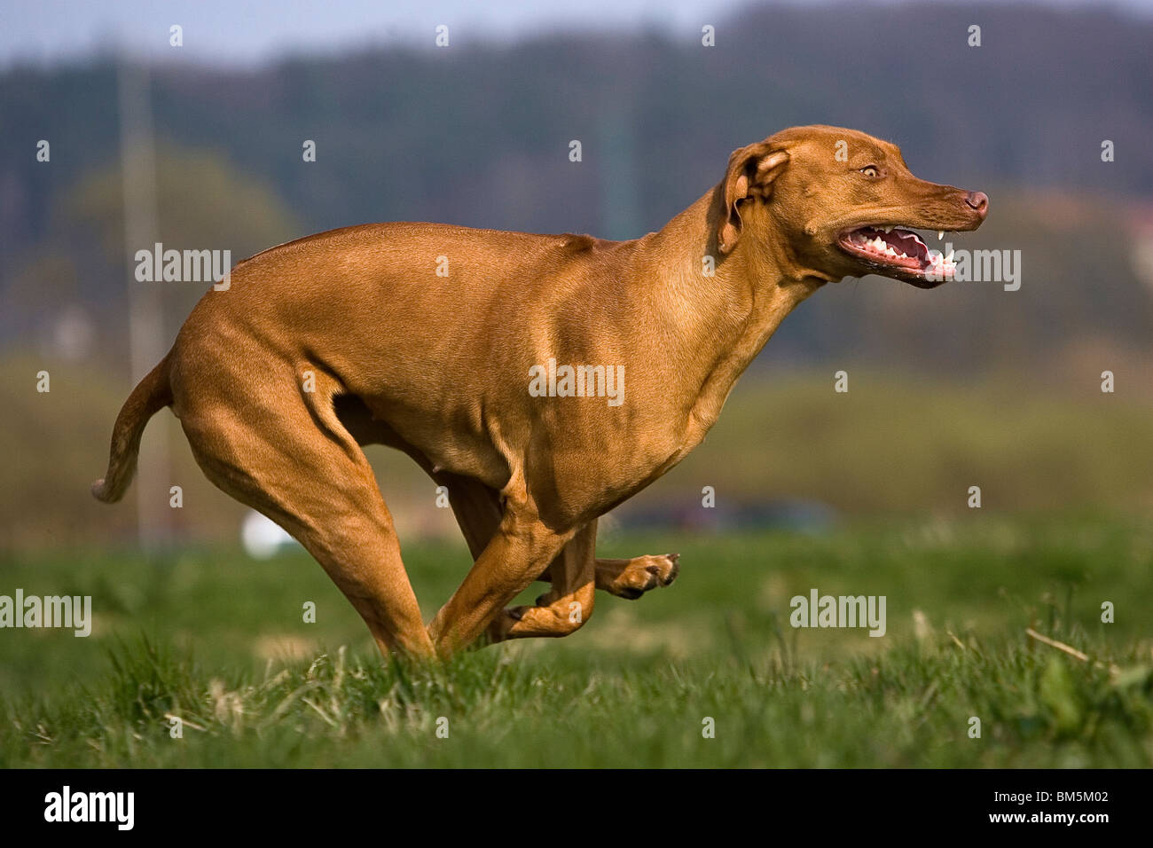 Rhodesian Ridgeback Livernose Stock Photo - Alamy