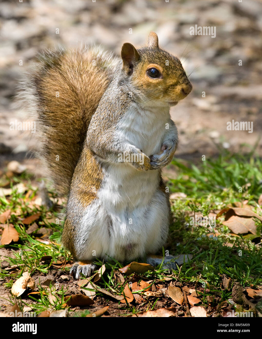 Up Squirrel