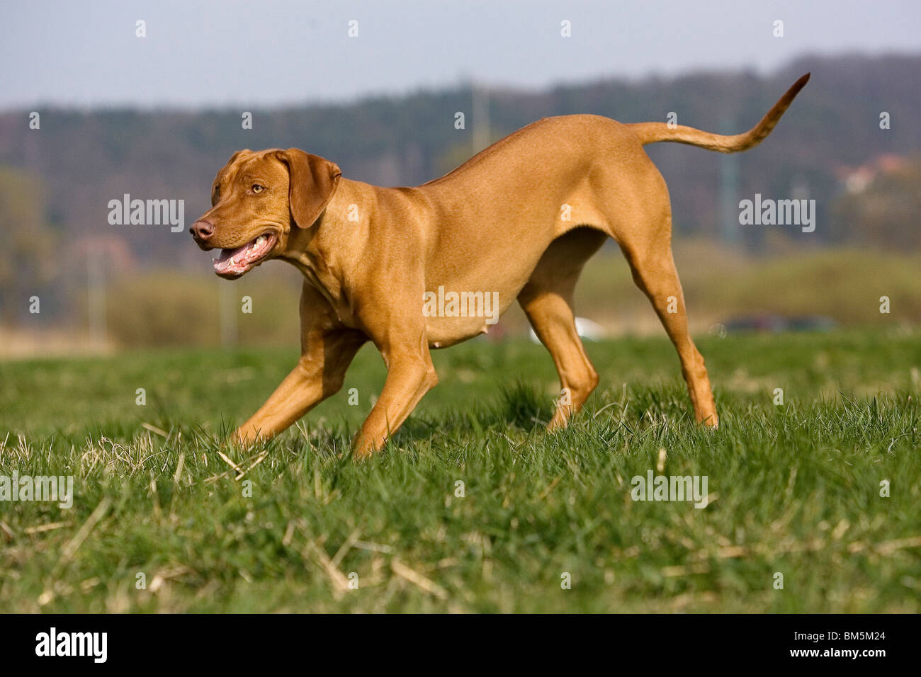 Rhodesian Ridgeback Livernose Stock Photo - Alamy