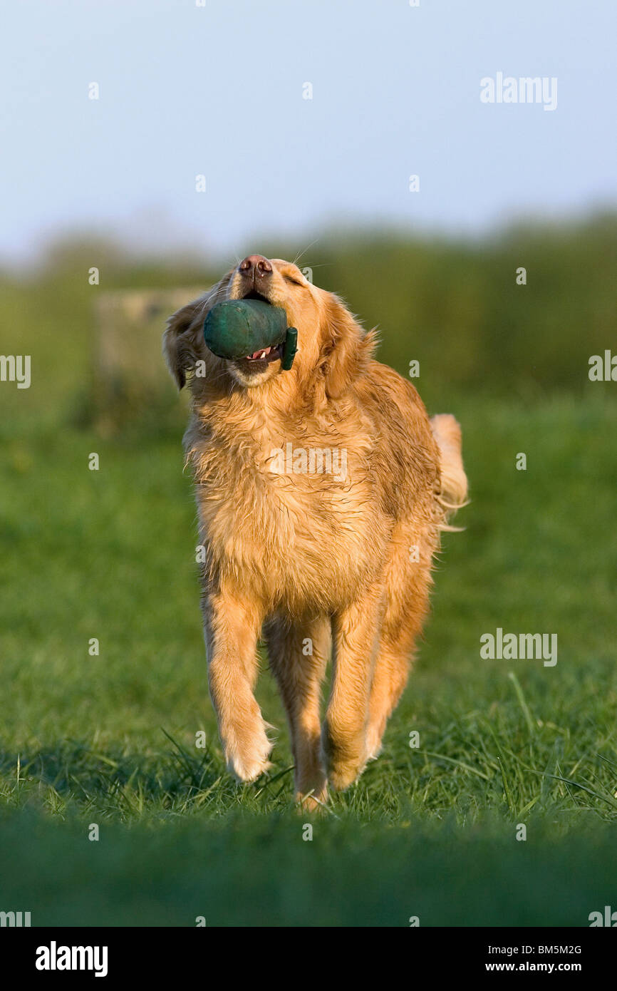 working with Dummy Stock Photo - Alamy