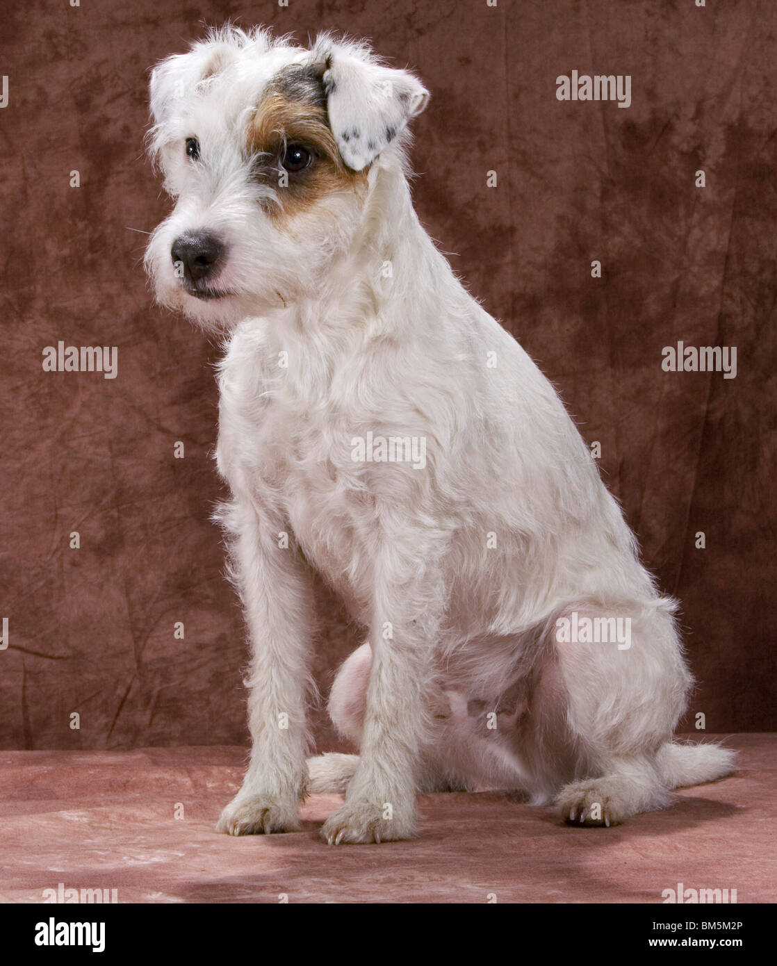 Parson Russell Terrier Stock Photo - Alamy