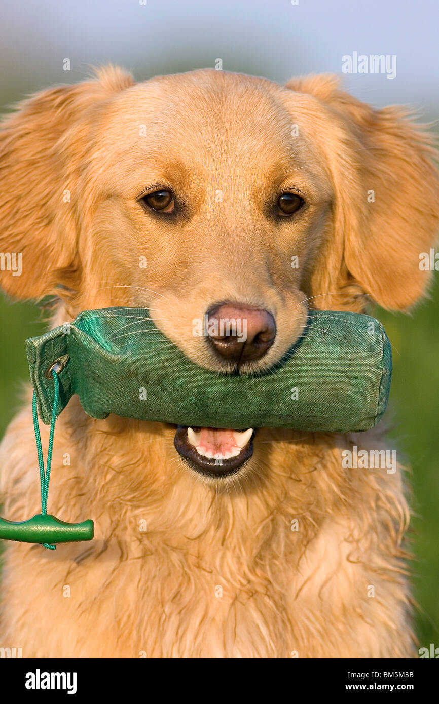 working with Dummy Stock Photo - Alamy