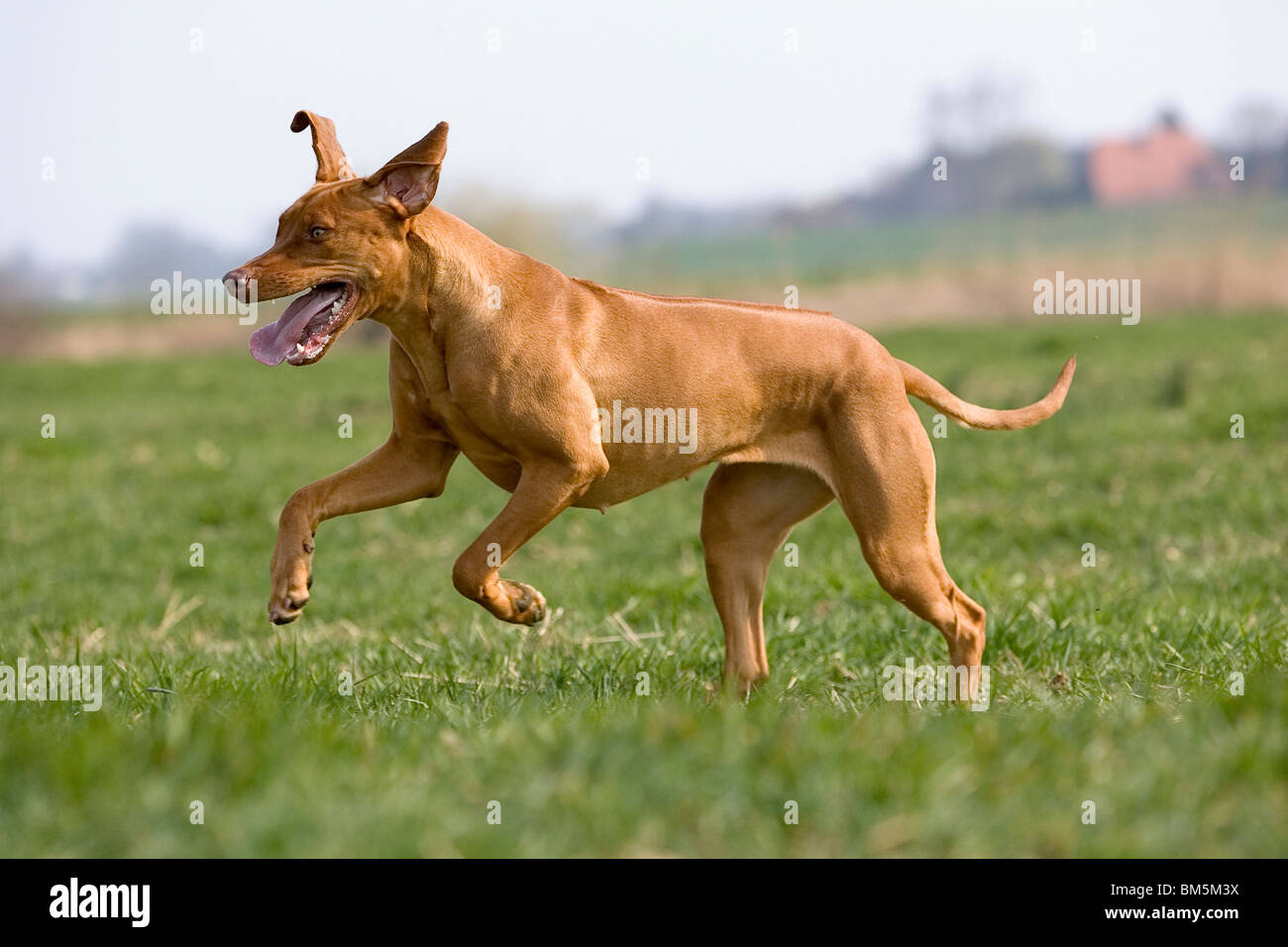 Rhodesian Ridgeback Livernose Stock Photo - Alamy