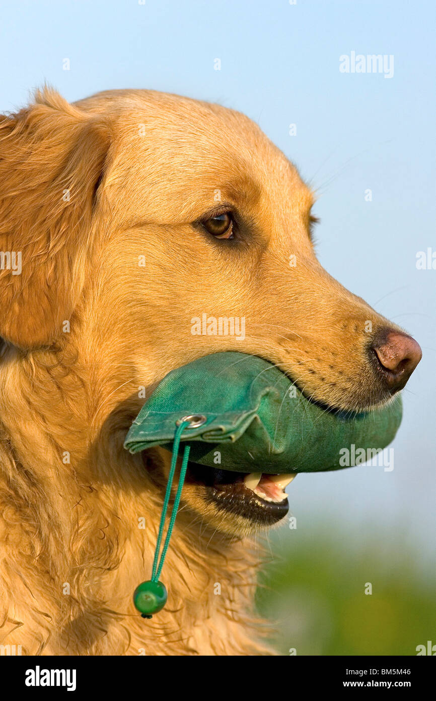 working with Dummy Stock Photo - Alamy