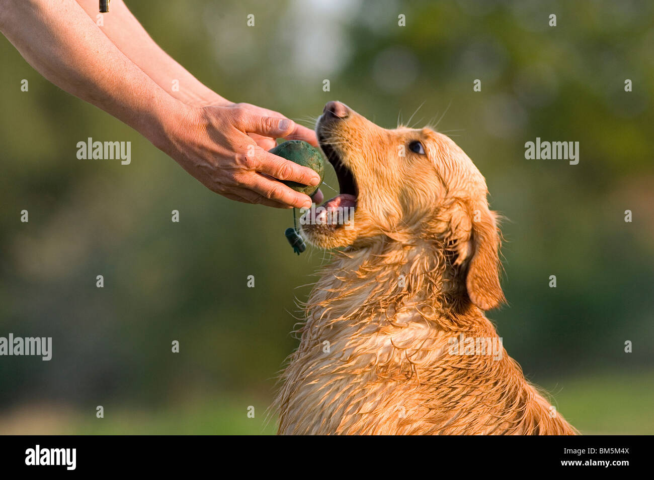 working with Dummy Stock Photo - Alamy