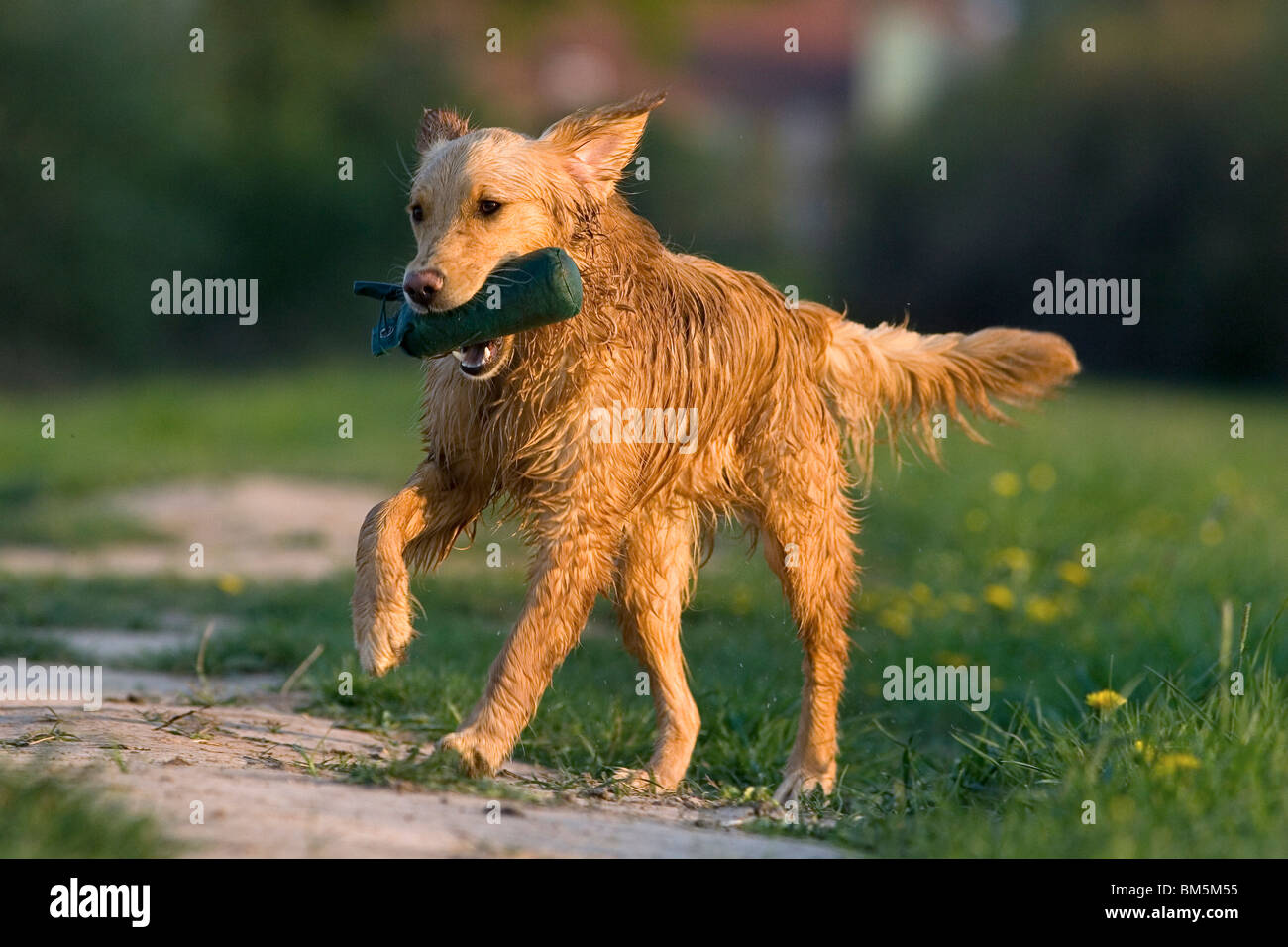 working with Dummy Stock Photo - Alamy